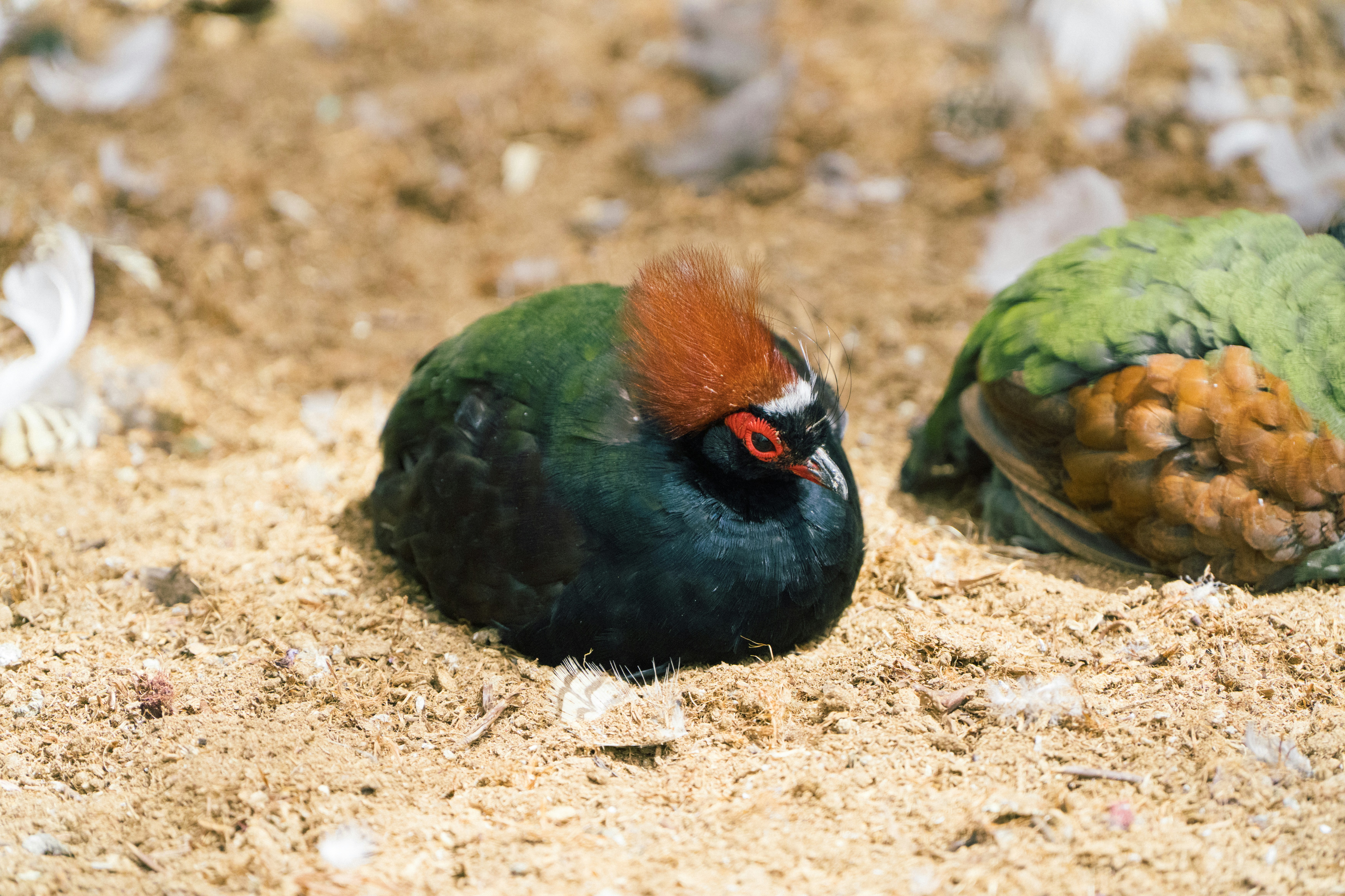 Vagrant Paradox: A Sleeping King Among Dust and Feathers
