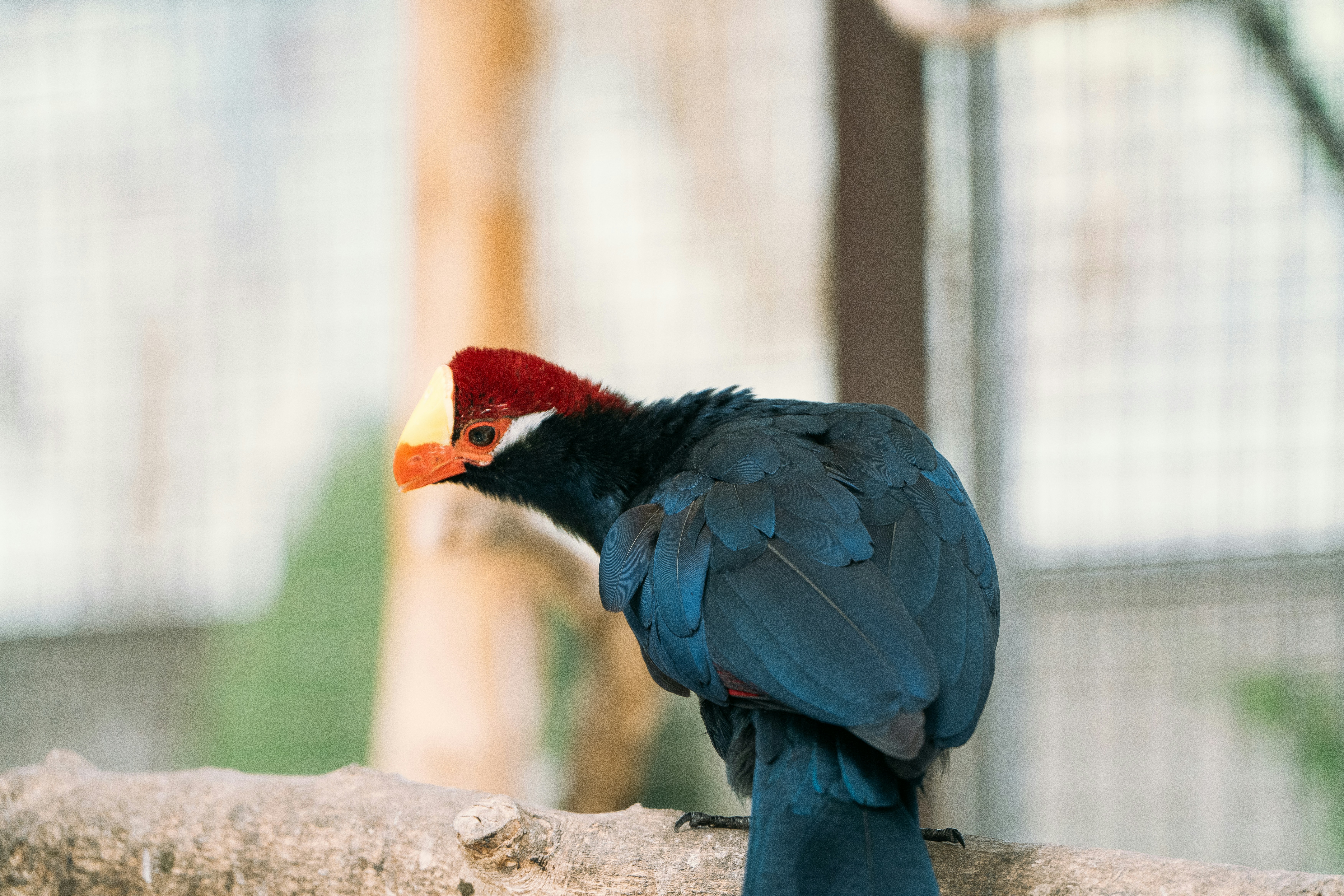 Crimson Crest on Blue Feathers: A Profile of the Macaw