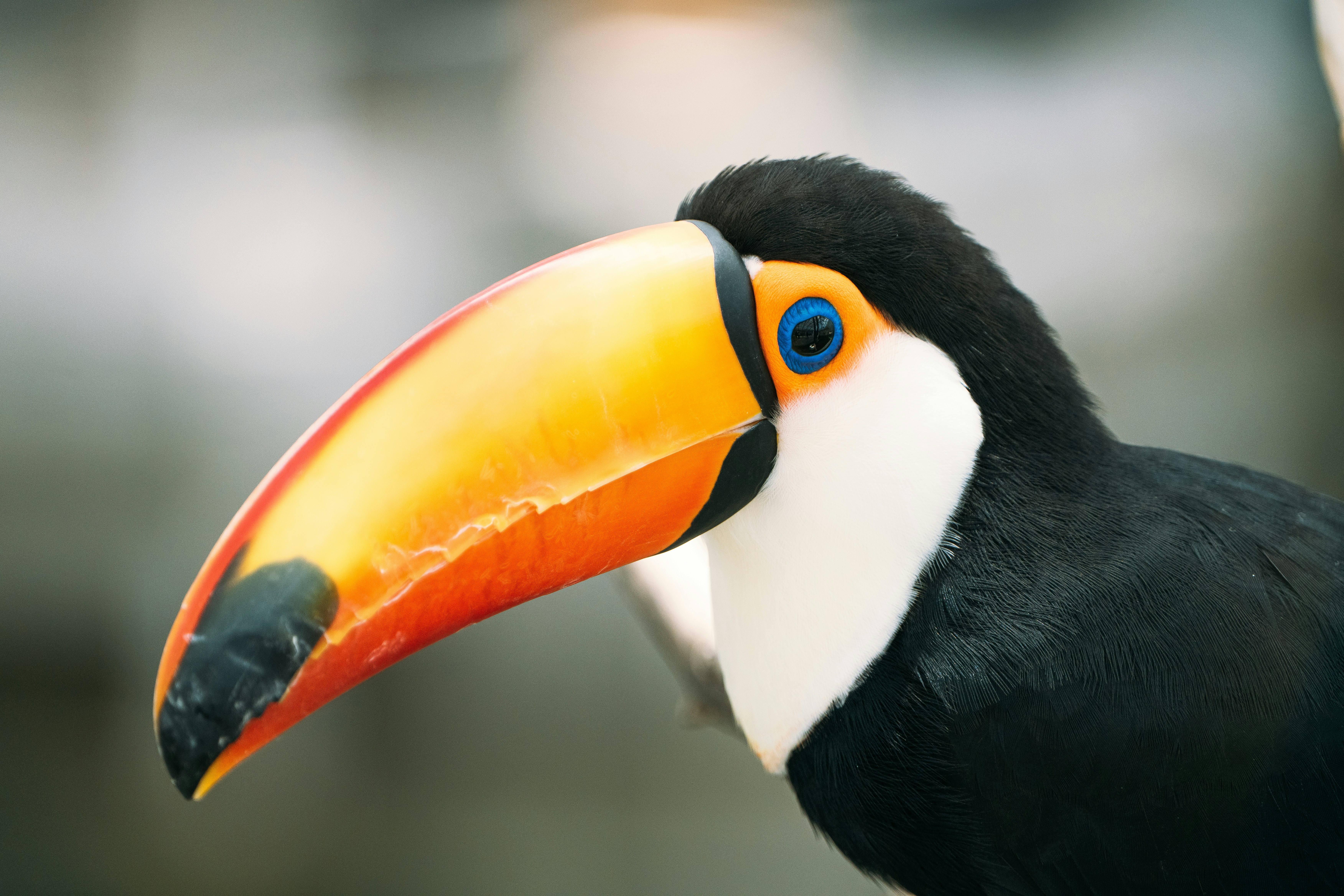 Close-Up of a Toucan's Beak: Vivid Orange Curve and Sharp Eye