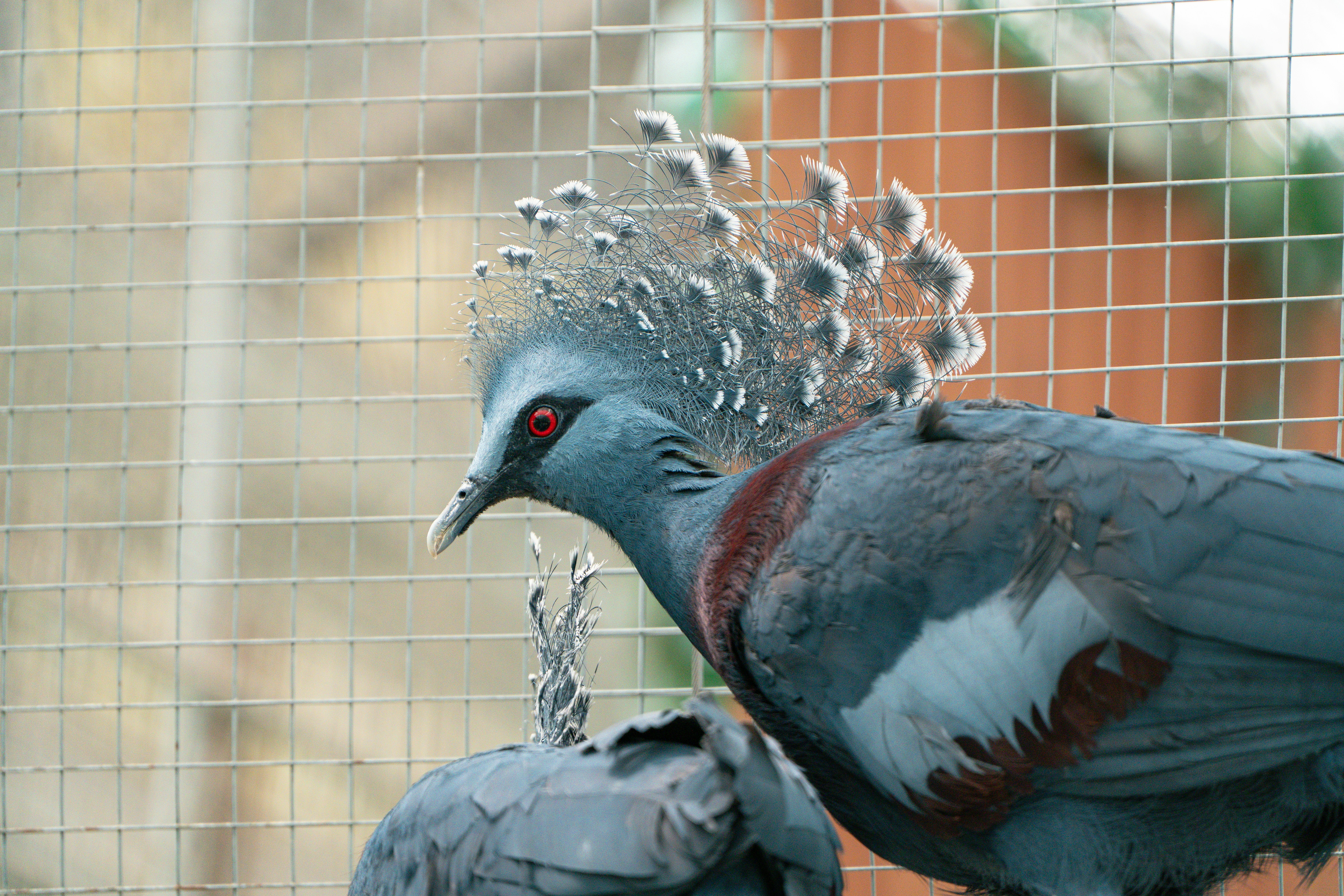 Blue Crowned Pigeon with Red Eye in aviary netting