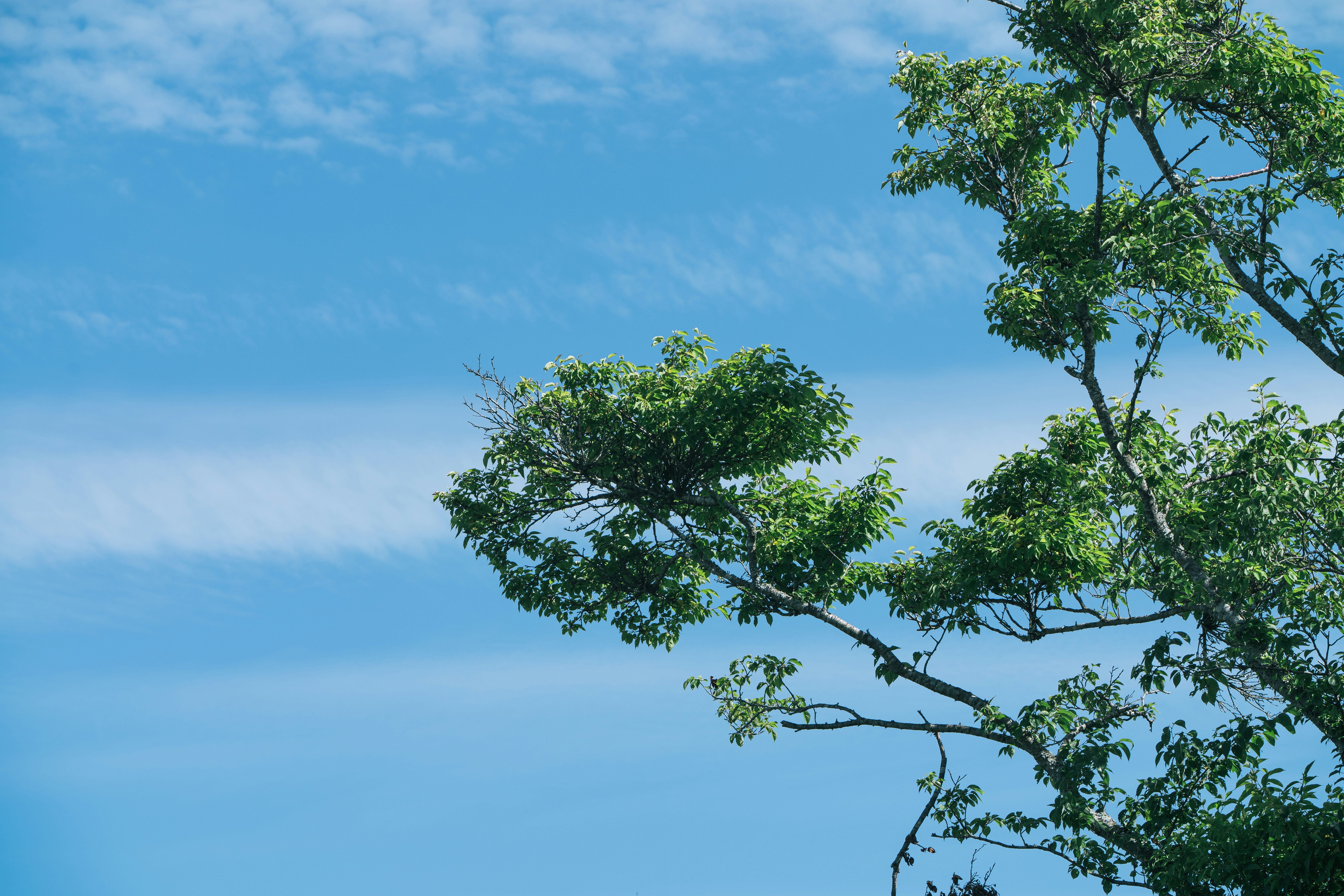 Azure Sky and Wind-Worn Branches