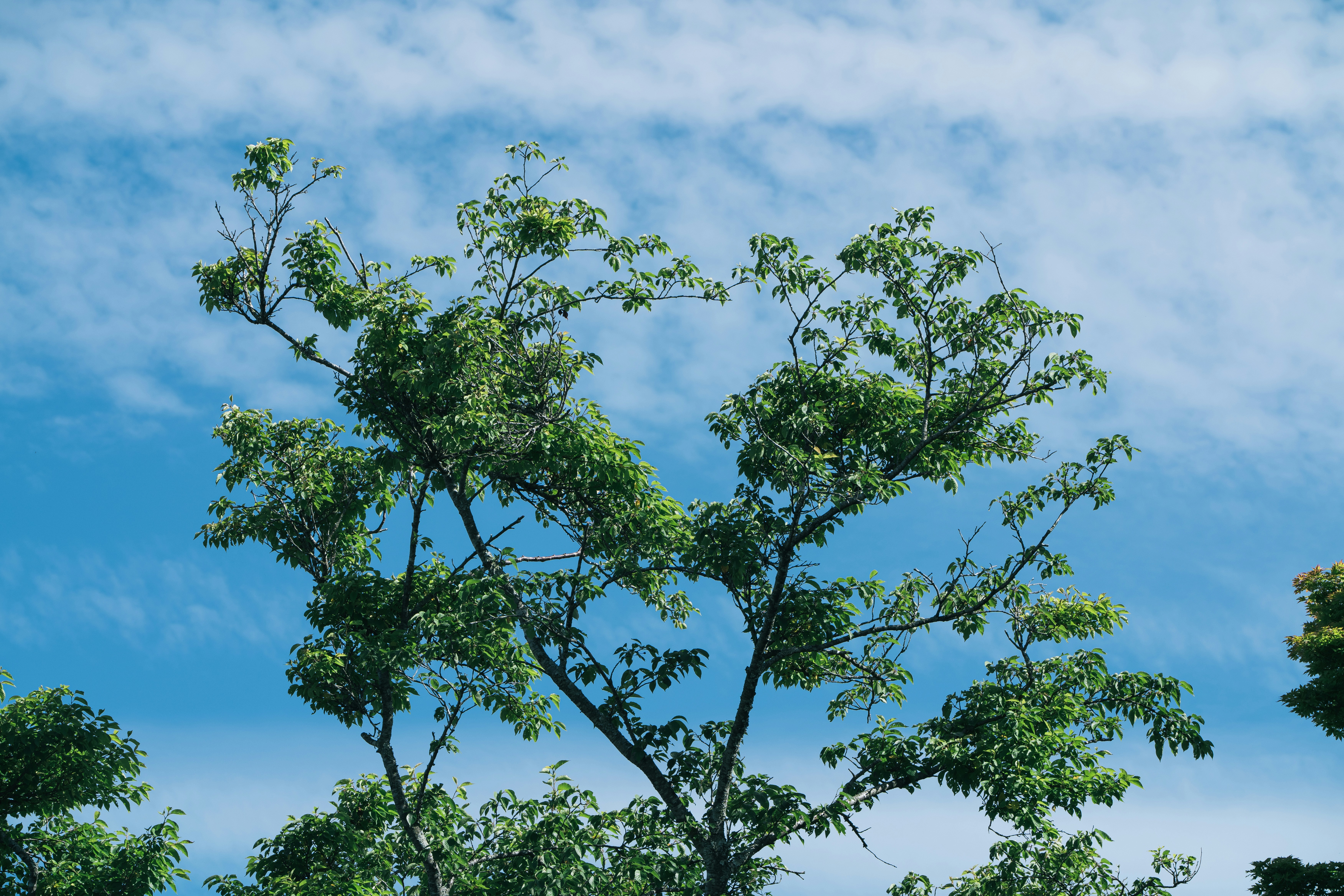Azure Sky Framed Canopy: Tree Limbs Stretched Toward The Light