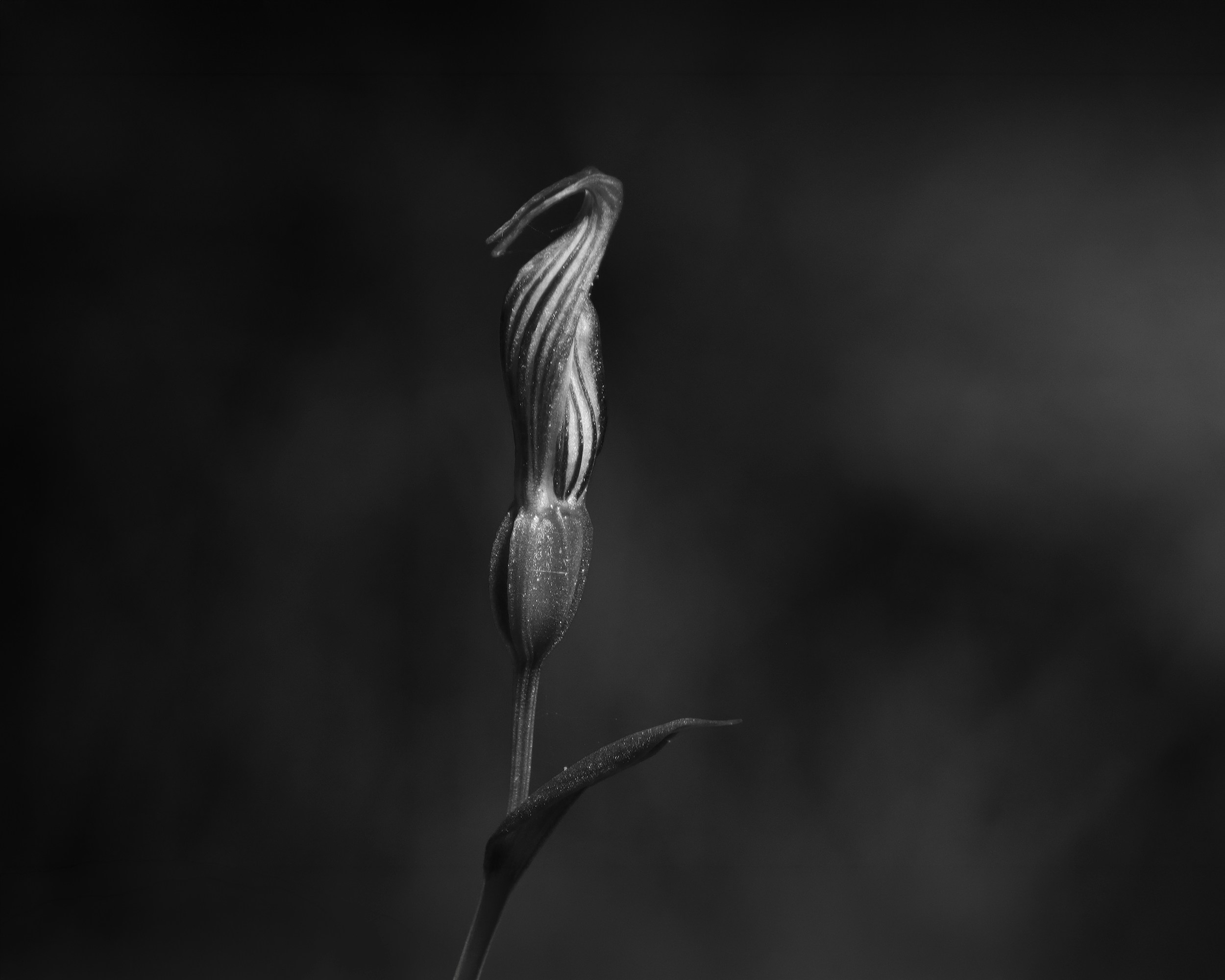 Graceful Bud in Monochrome: A Lone Silhouette Reaches for Light