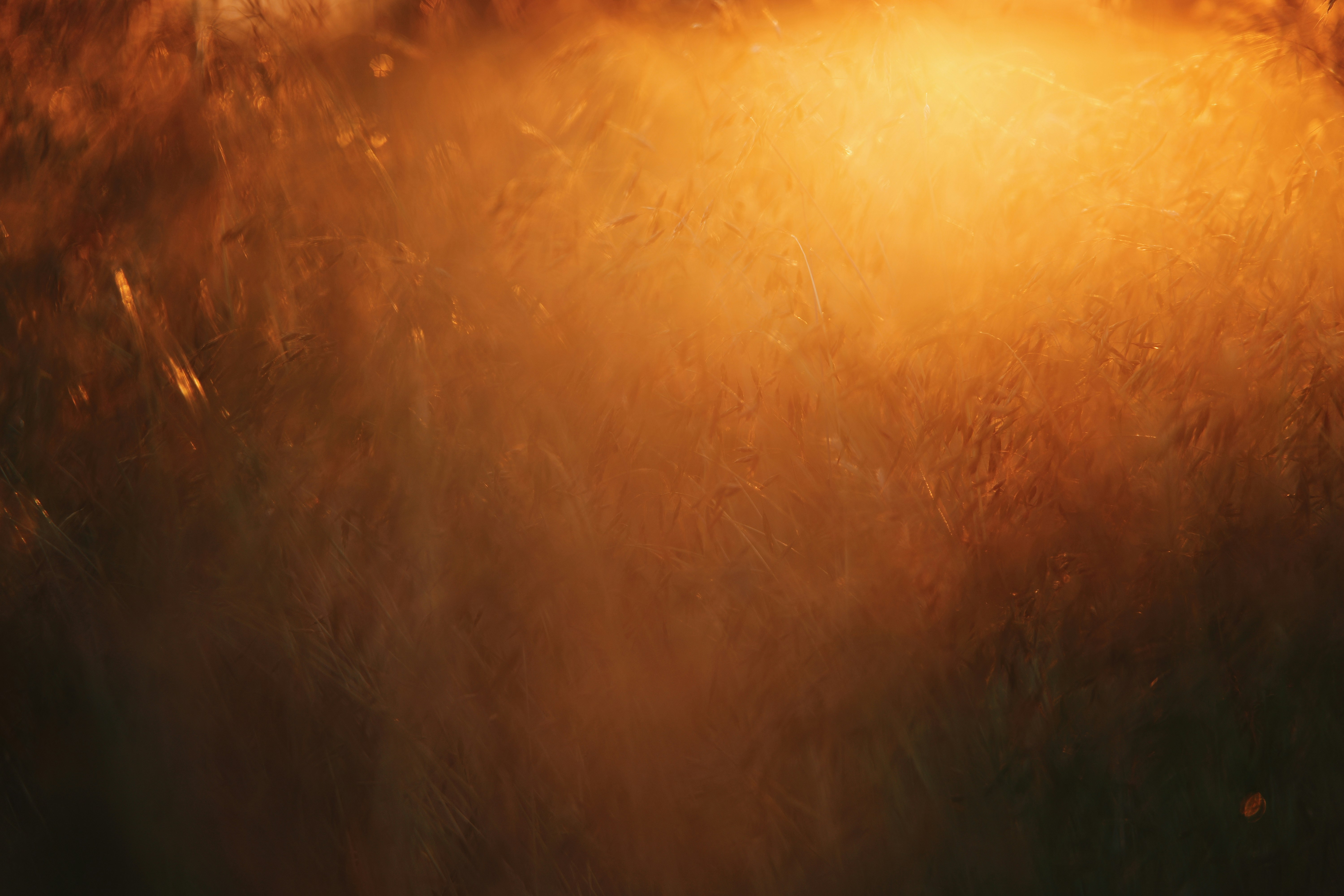 Soft Ambers: A Sunlit Blur Across Warm Glass