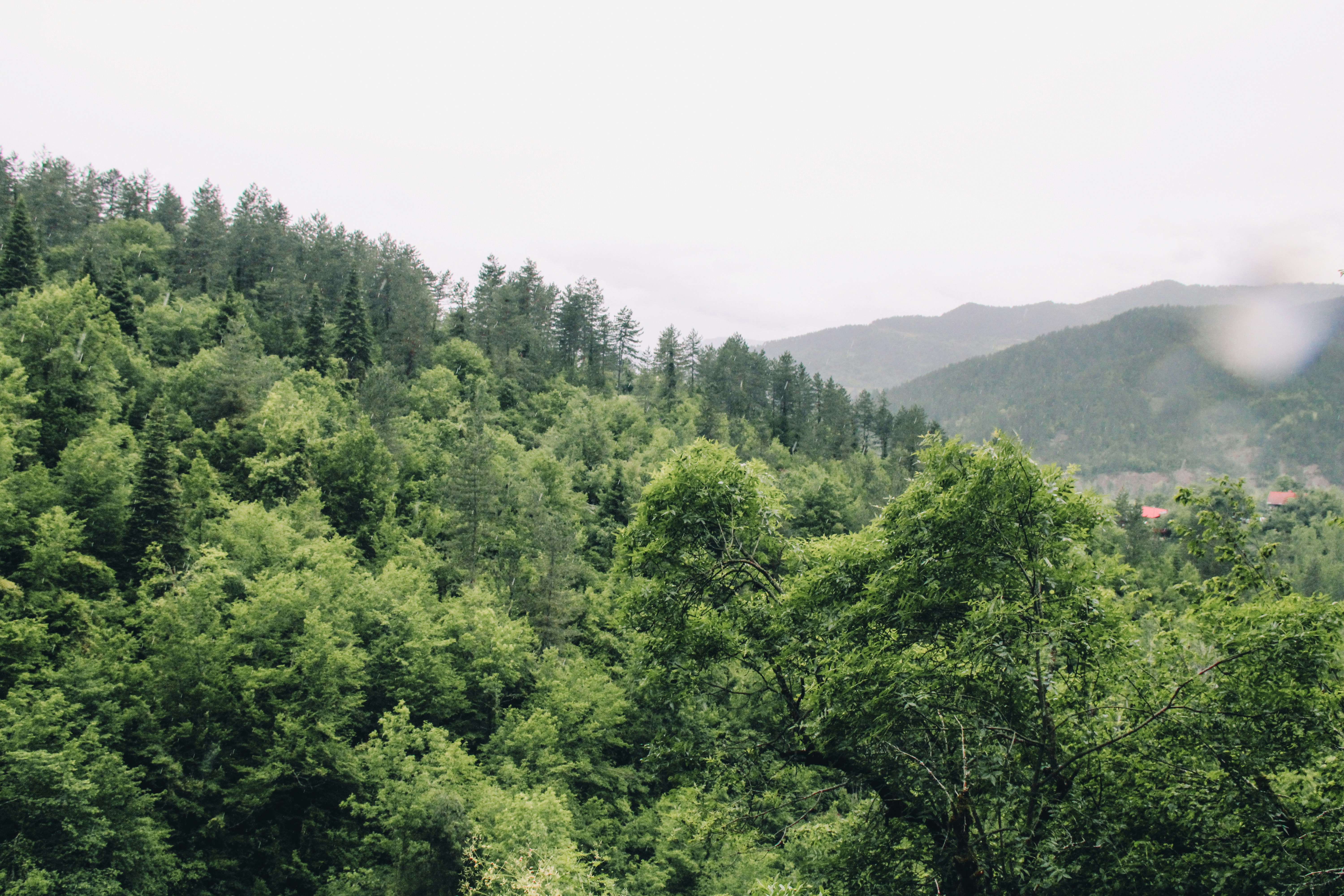 Emerald Canopy Beneath a Misty Horizon
