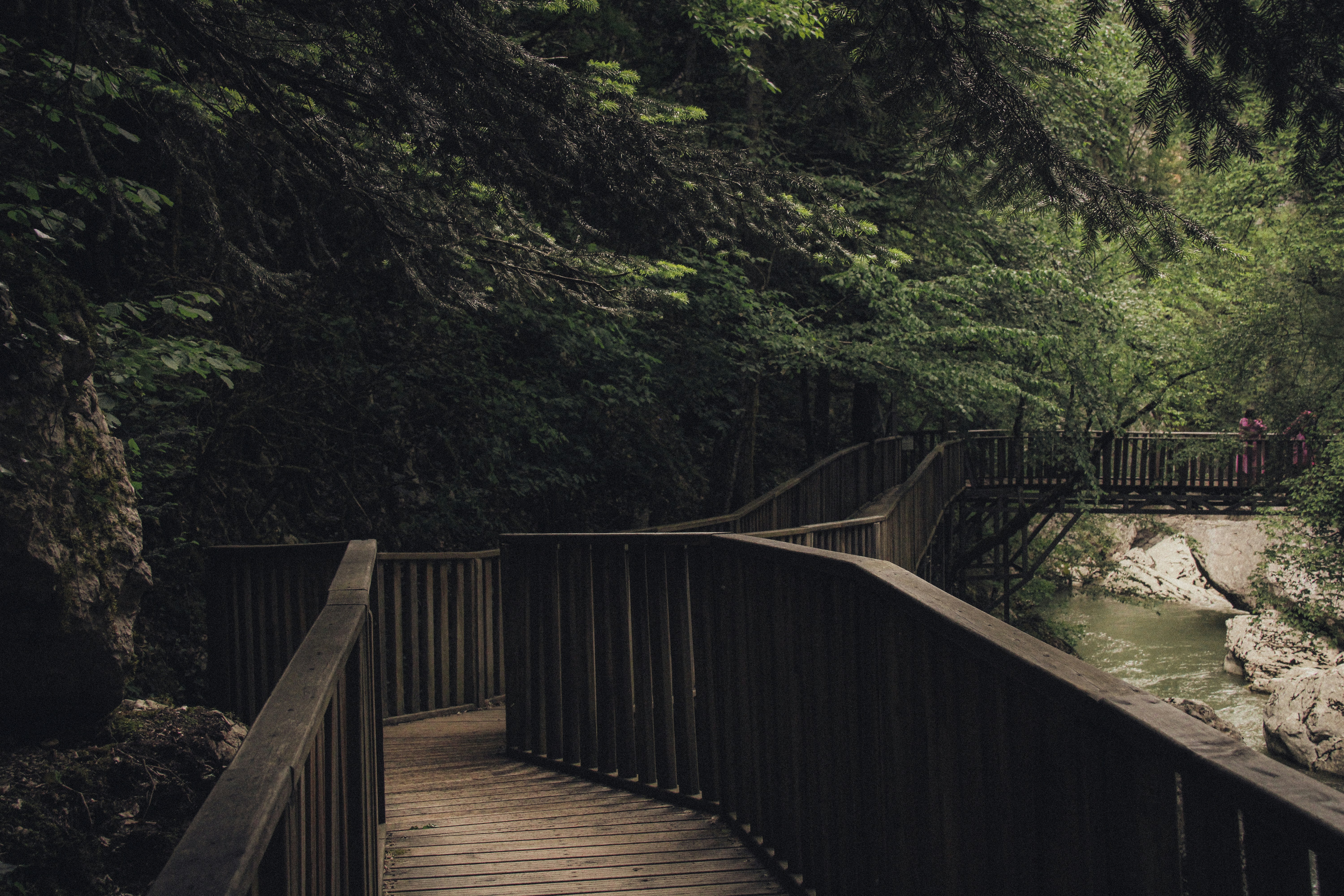 Pathway Through a Quiet Forest: Curved Boardwalk Leading to Light