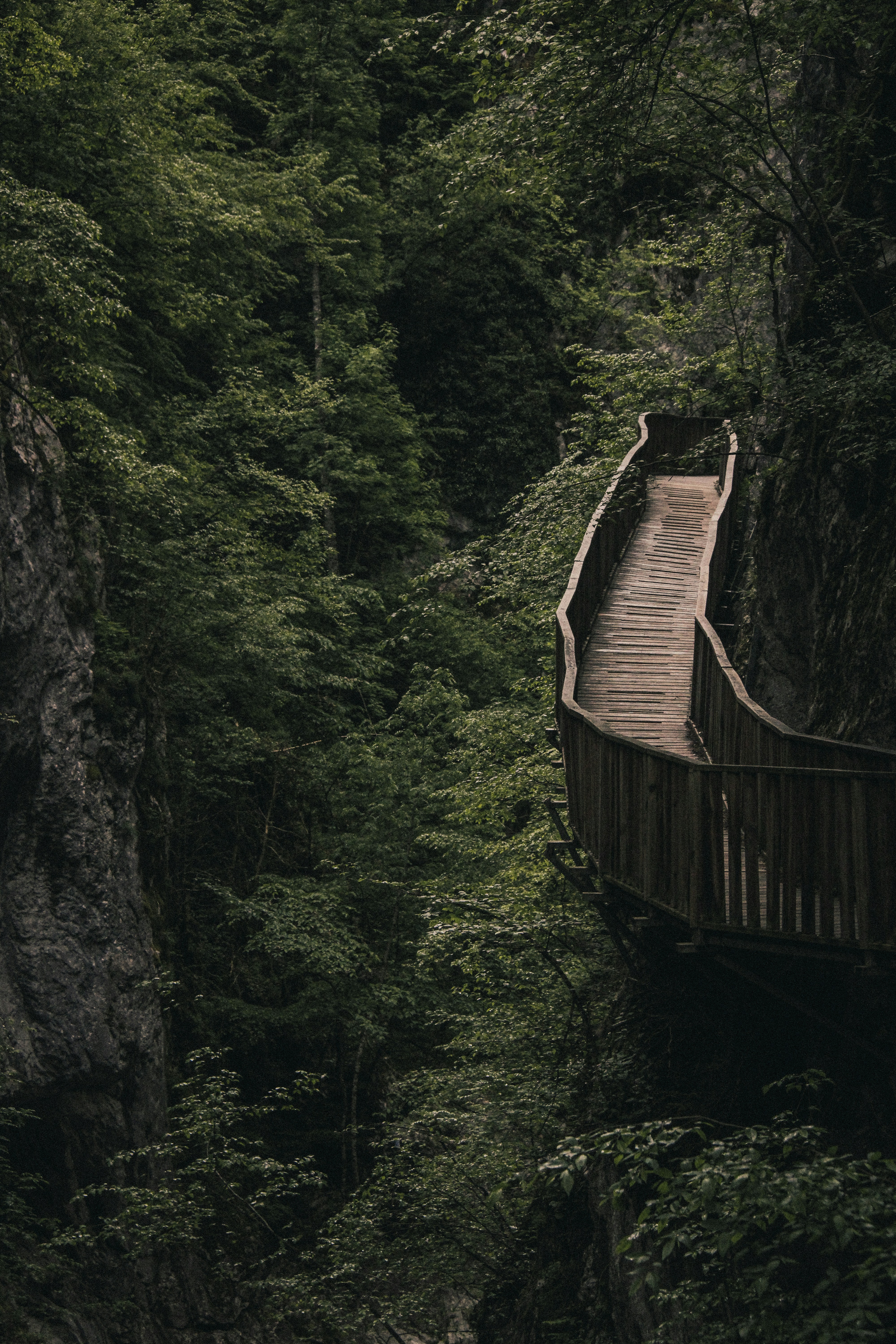 Suspended Promenade Through a Mossy Ravine