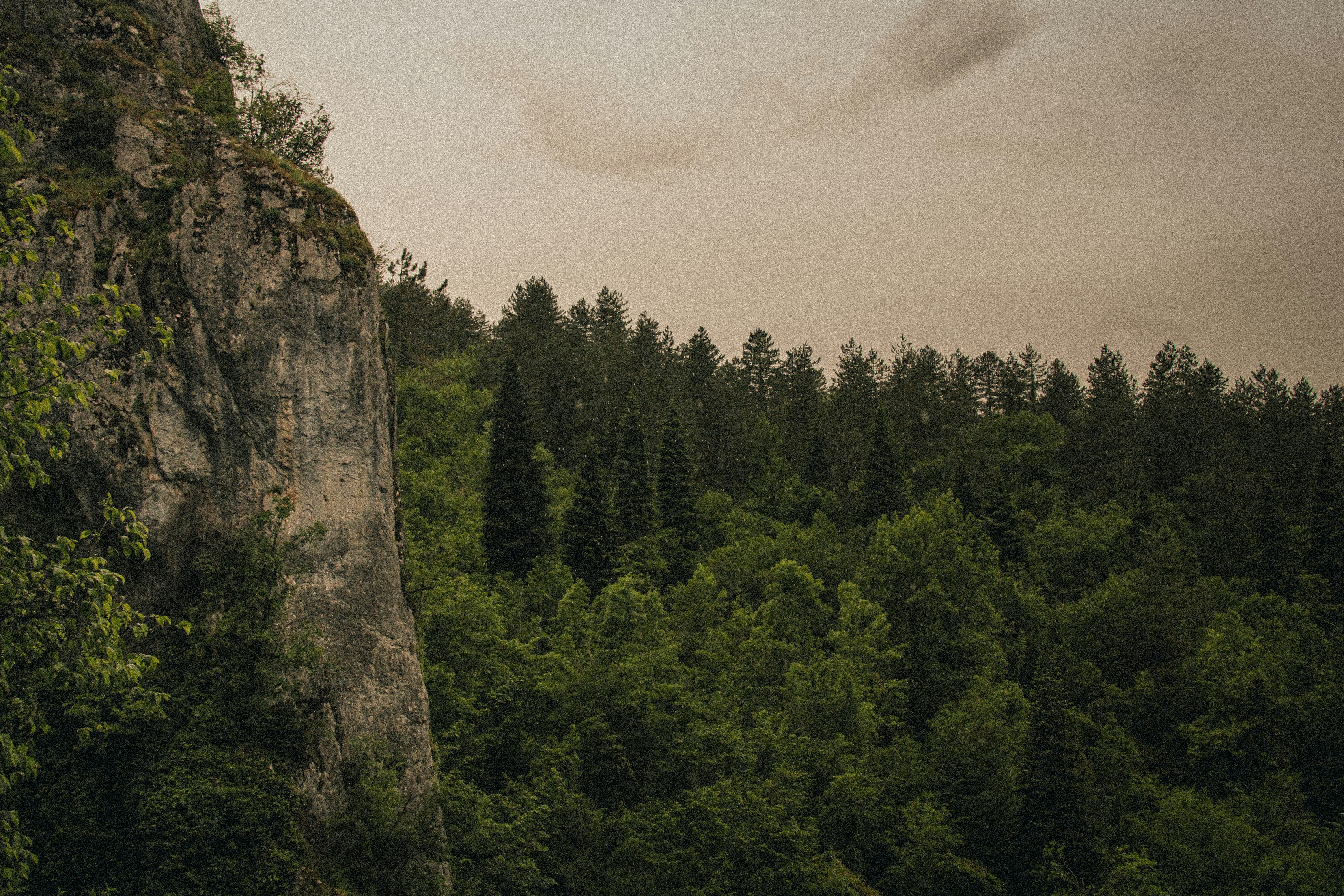 Edge of the Cliffline: Forest Roller into Distant Pines