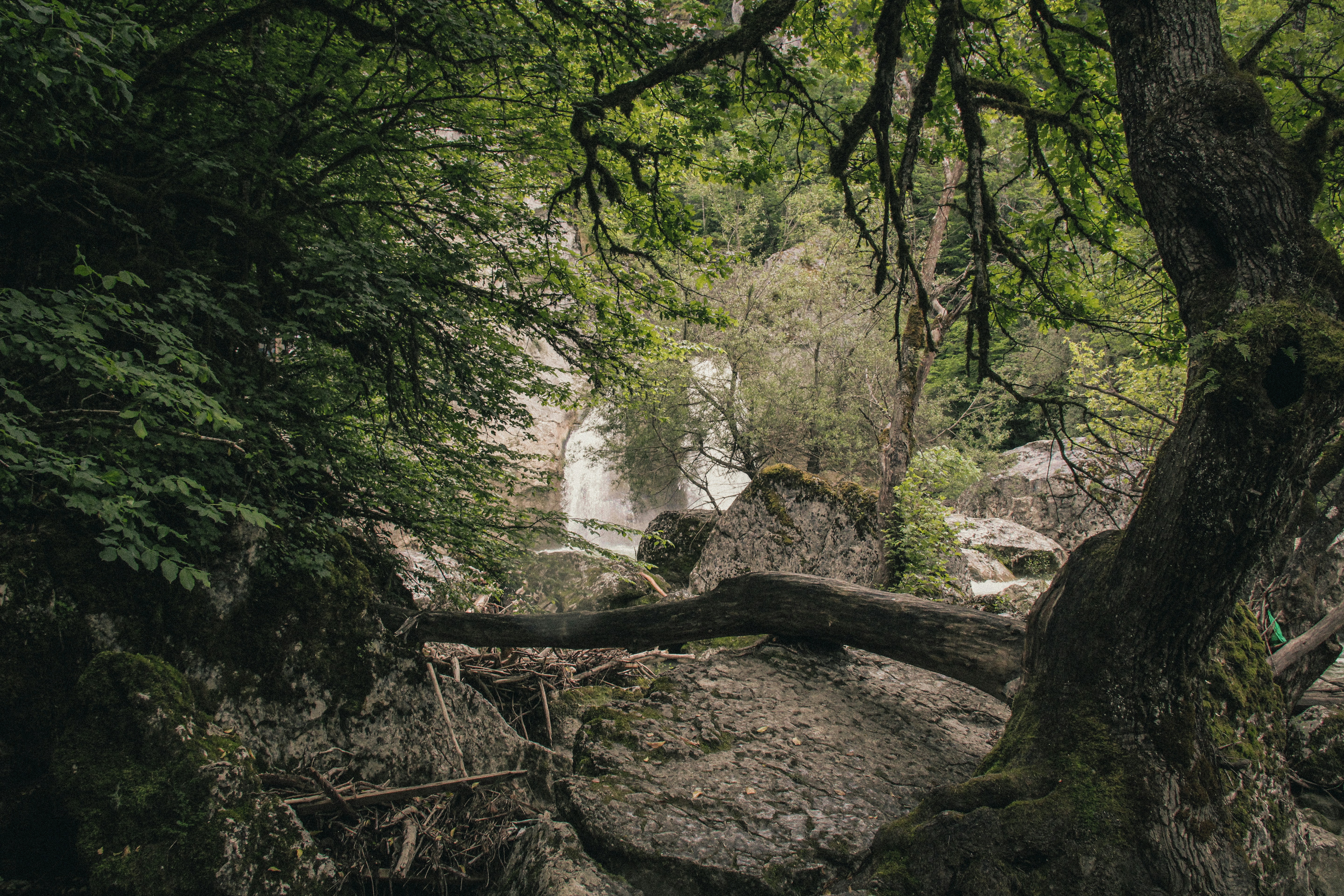 Forest Bridge Ghosted by Moss and Light