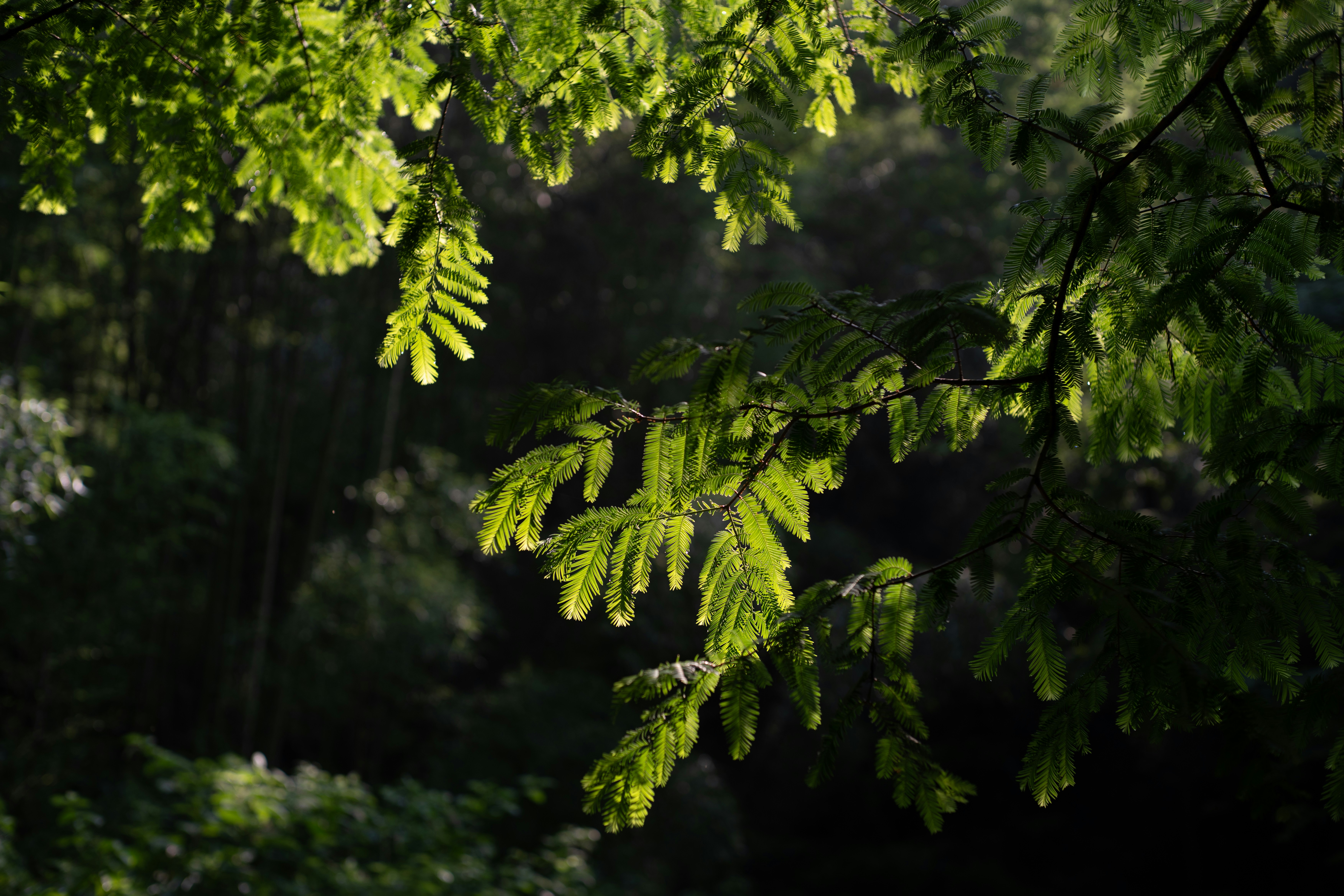 Sun-dappled fern fronds extend into a shadowy forest, highlighting delicate leaf structure with soft backlighting.
