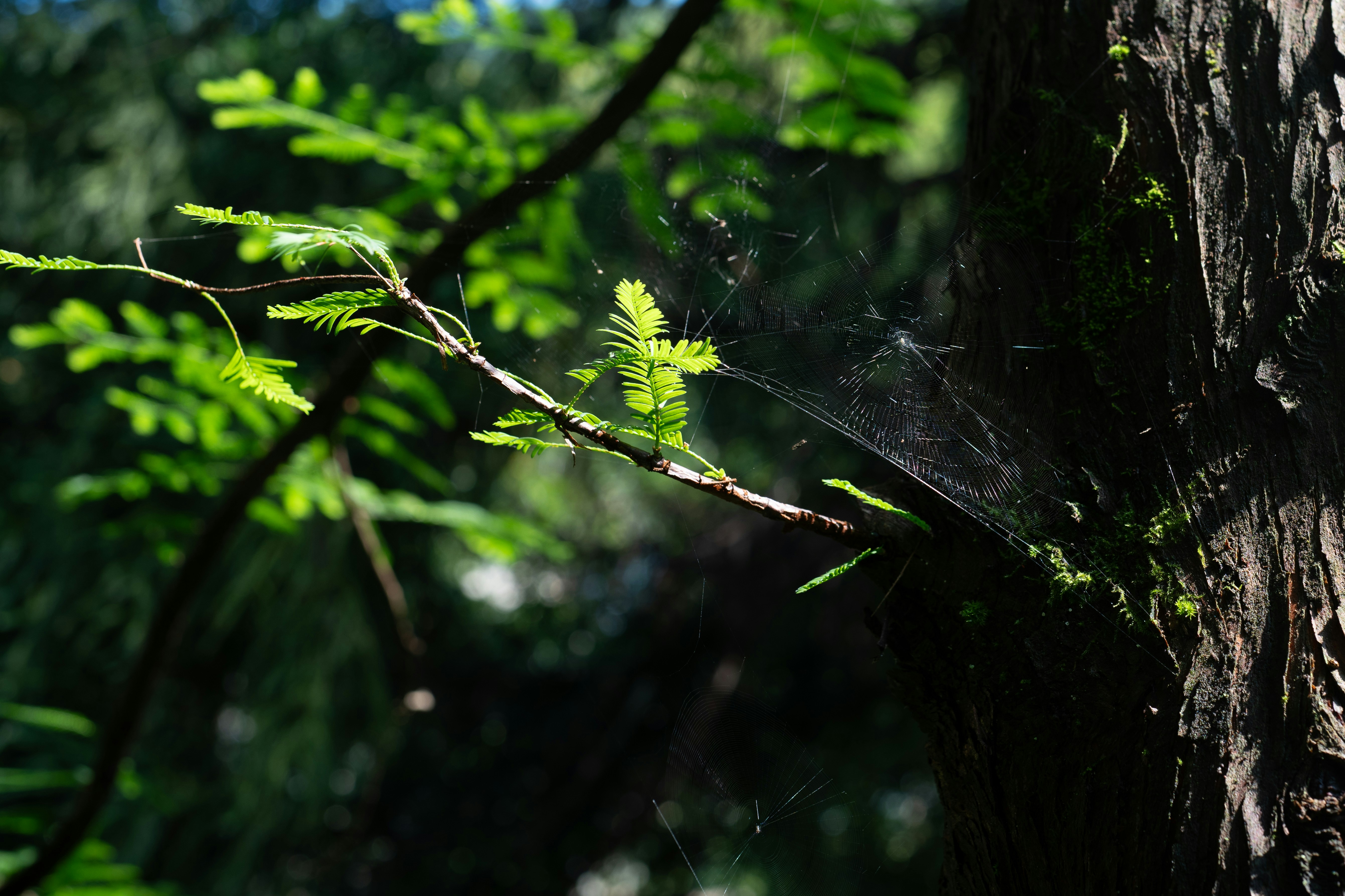 Photo by runda choo with Sony FX2