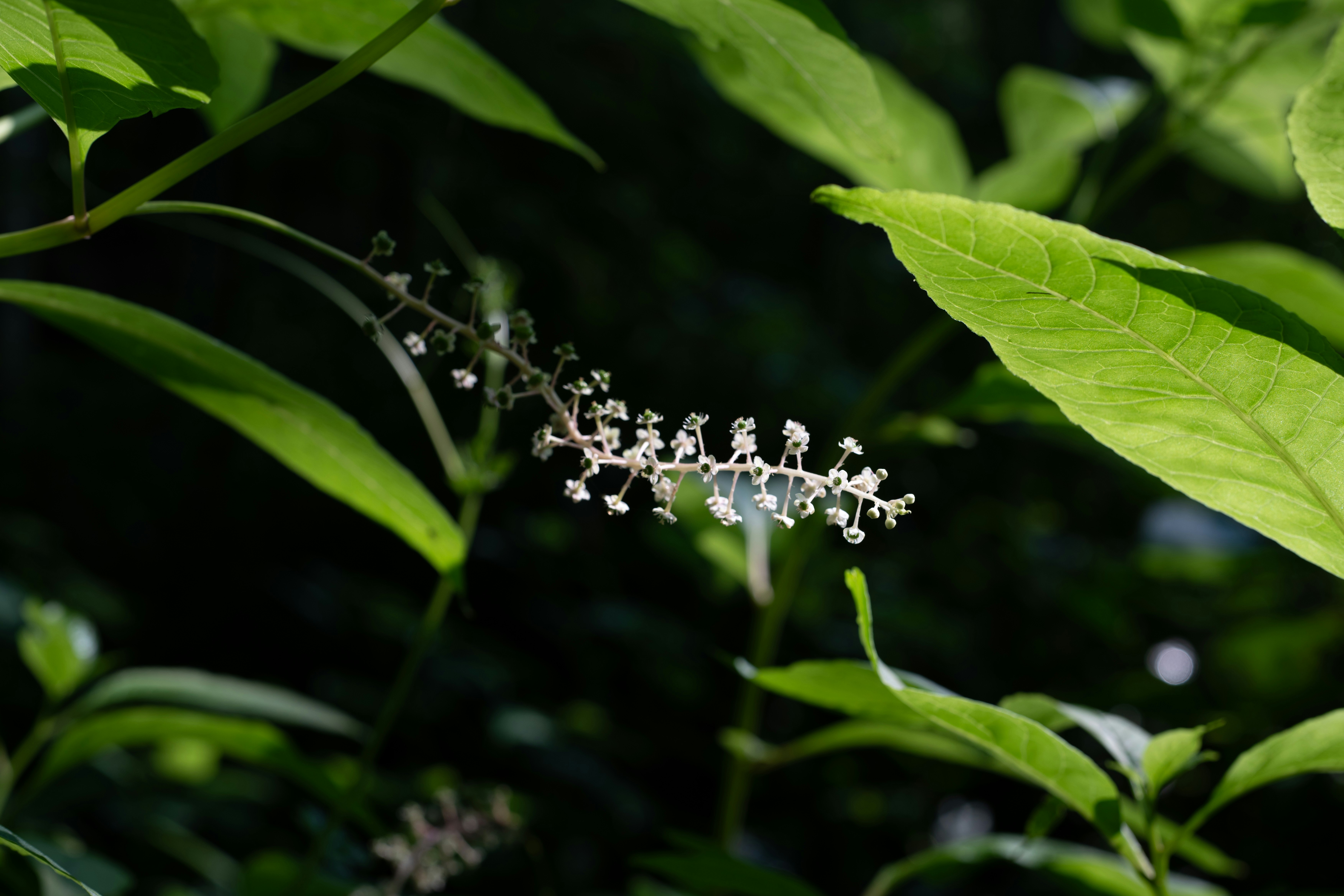 Small flowering inflorescence arches between vibrant green leaves in dappled shade. The scene emphasizes natural texture and contrast without human elements.