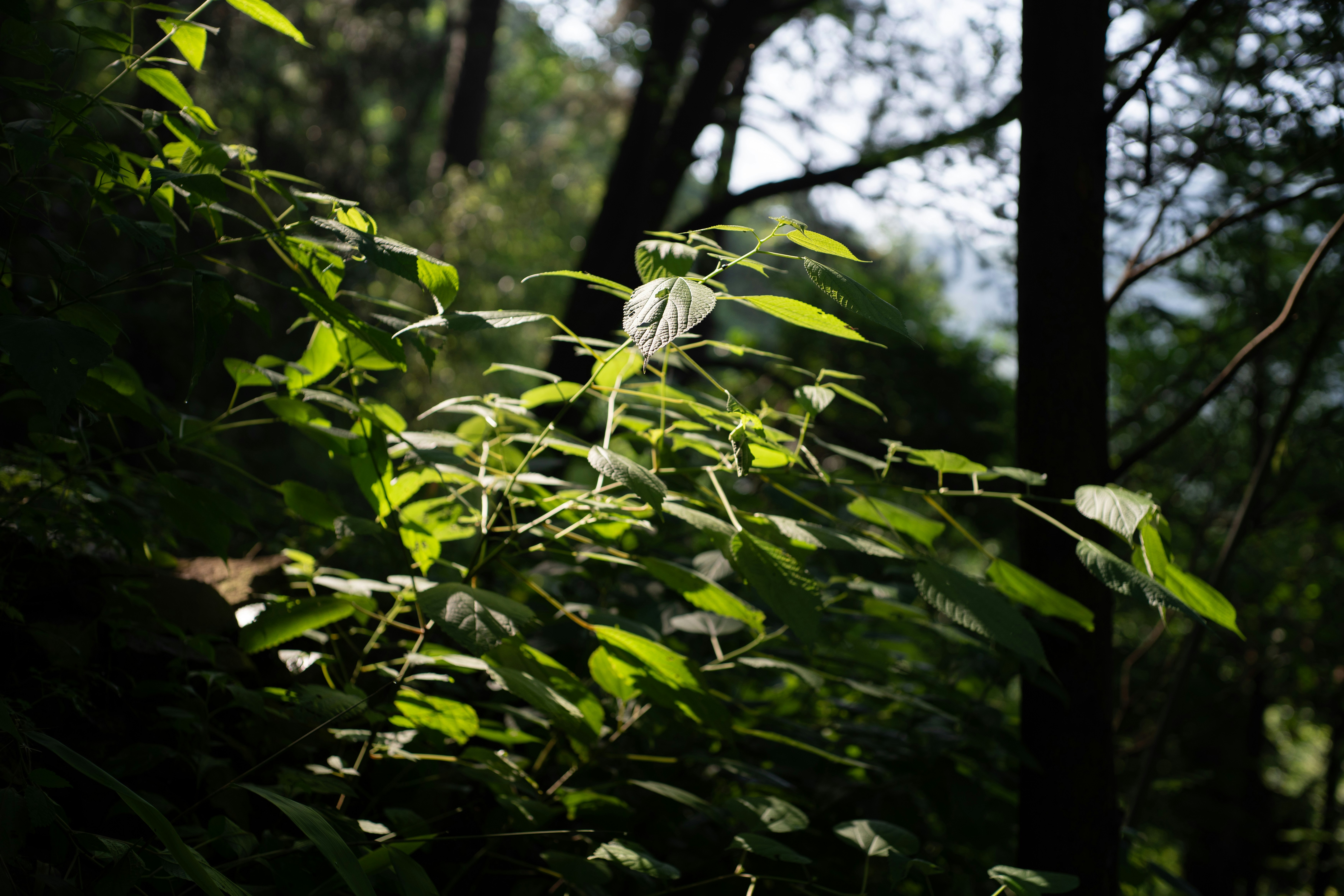 Sunlit Ferns Break Through the Forest Shadow