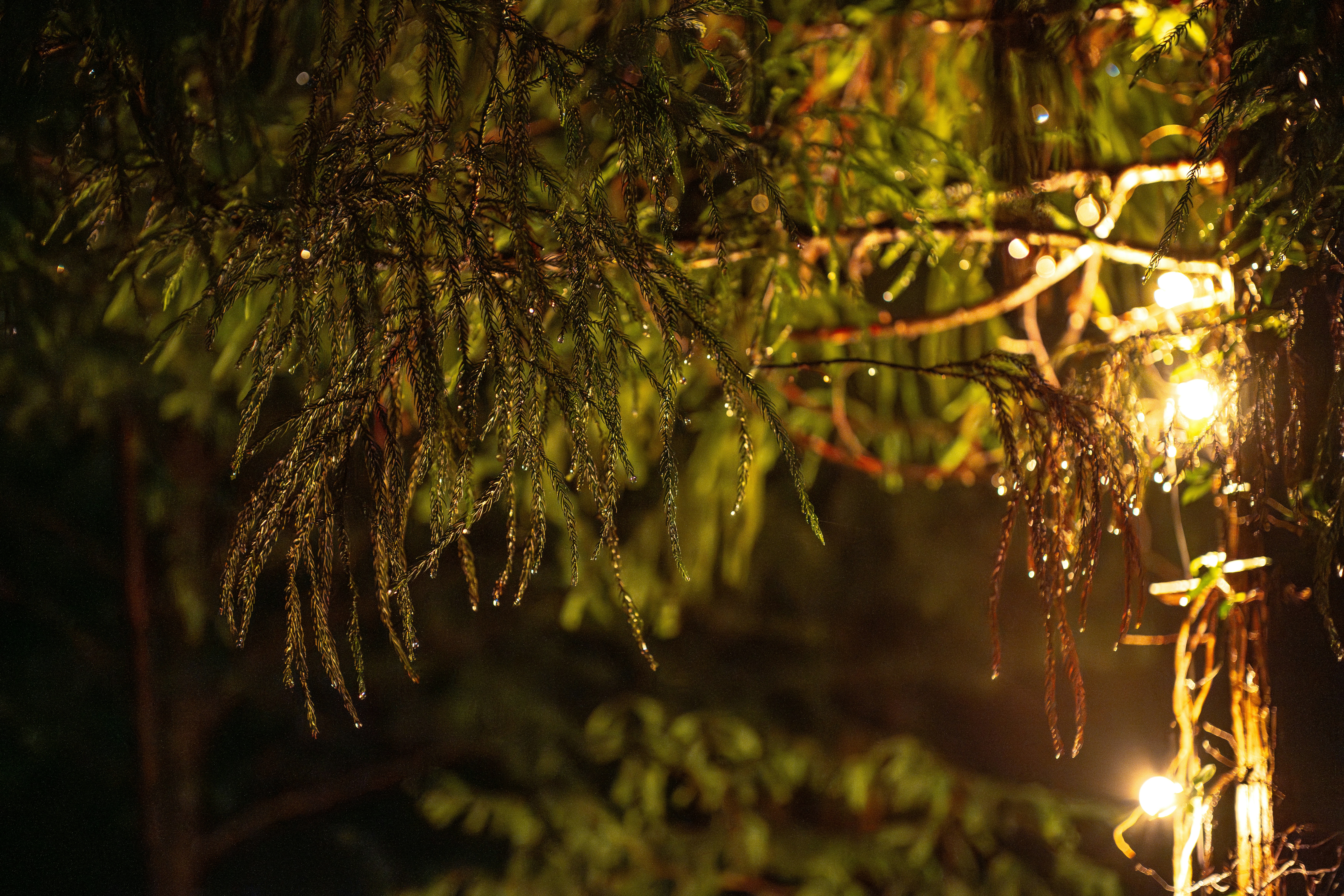 Softly lit evergreen fronds frame warm bulbs in a nighttime garden scene. A dreamy glow and shallow depth highlight the hanging branches and intimate atmosphere.