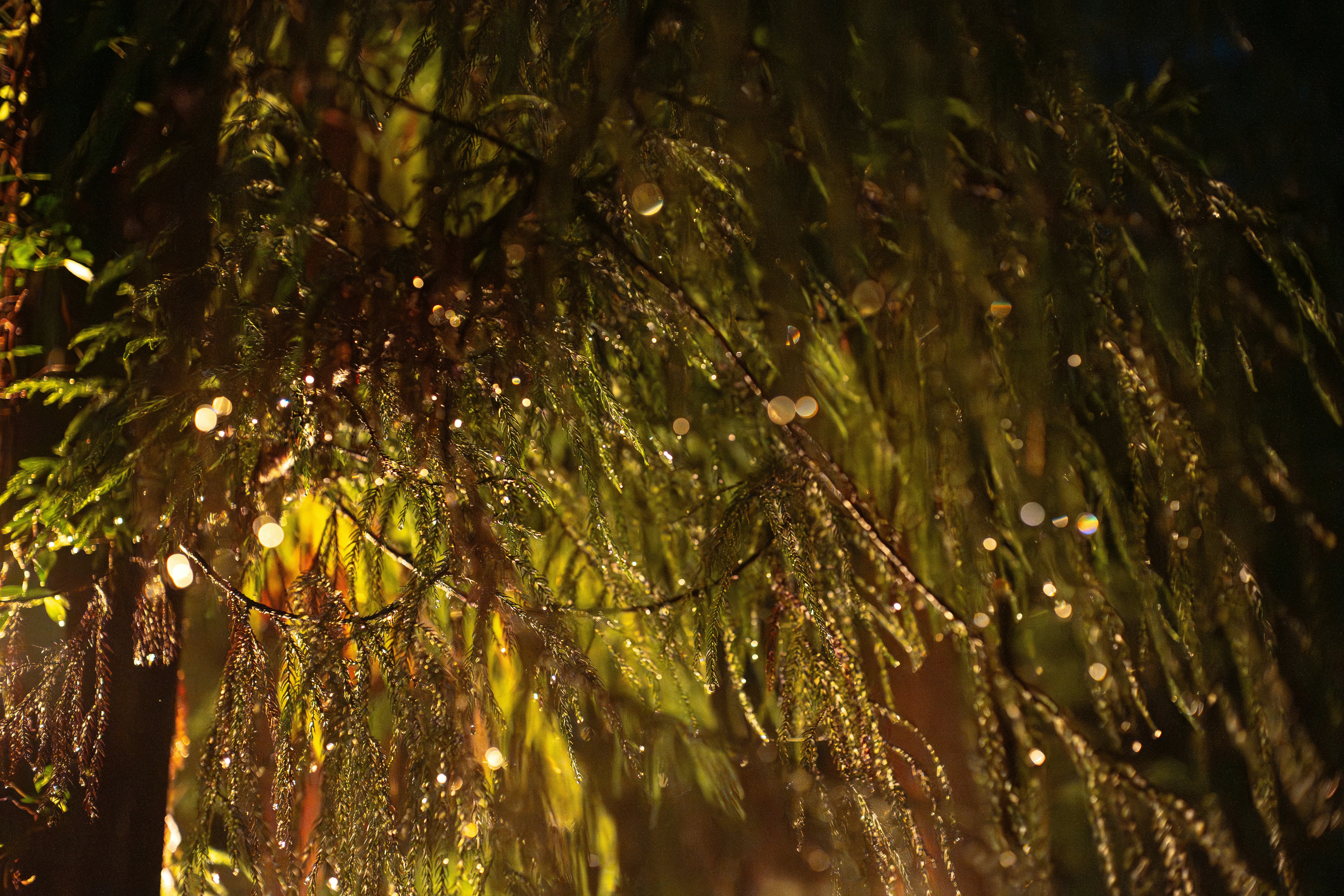 Dew-kissed Ferns in Quiet Backlit Glow