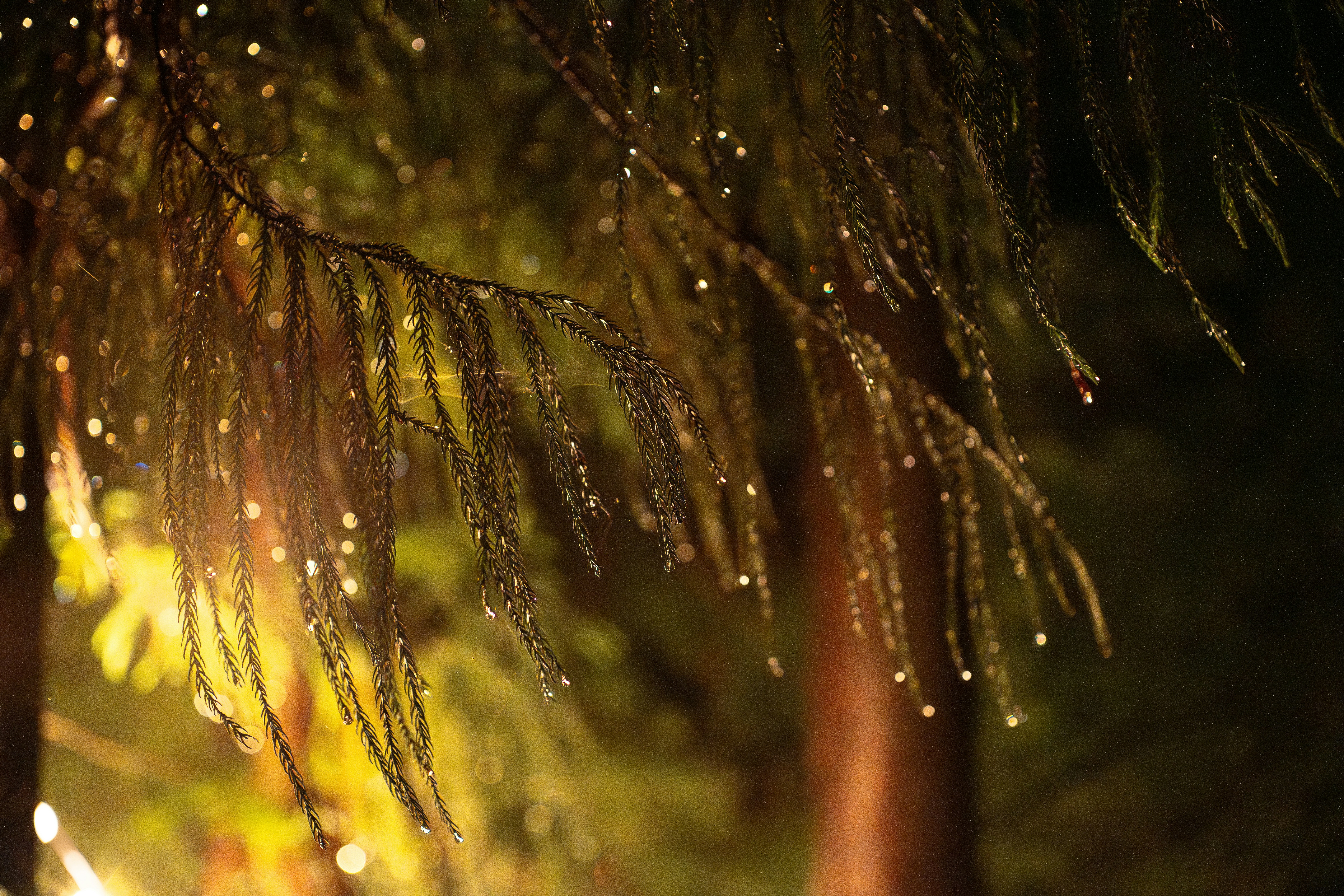 Tree branches with glistening water droplets illuminated by warm light.