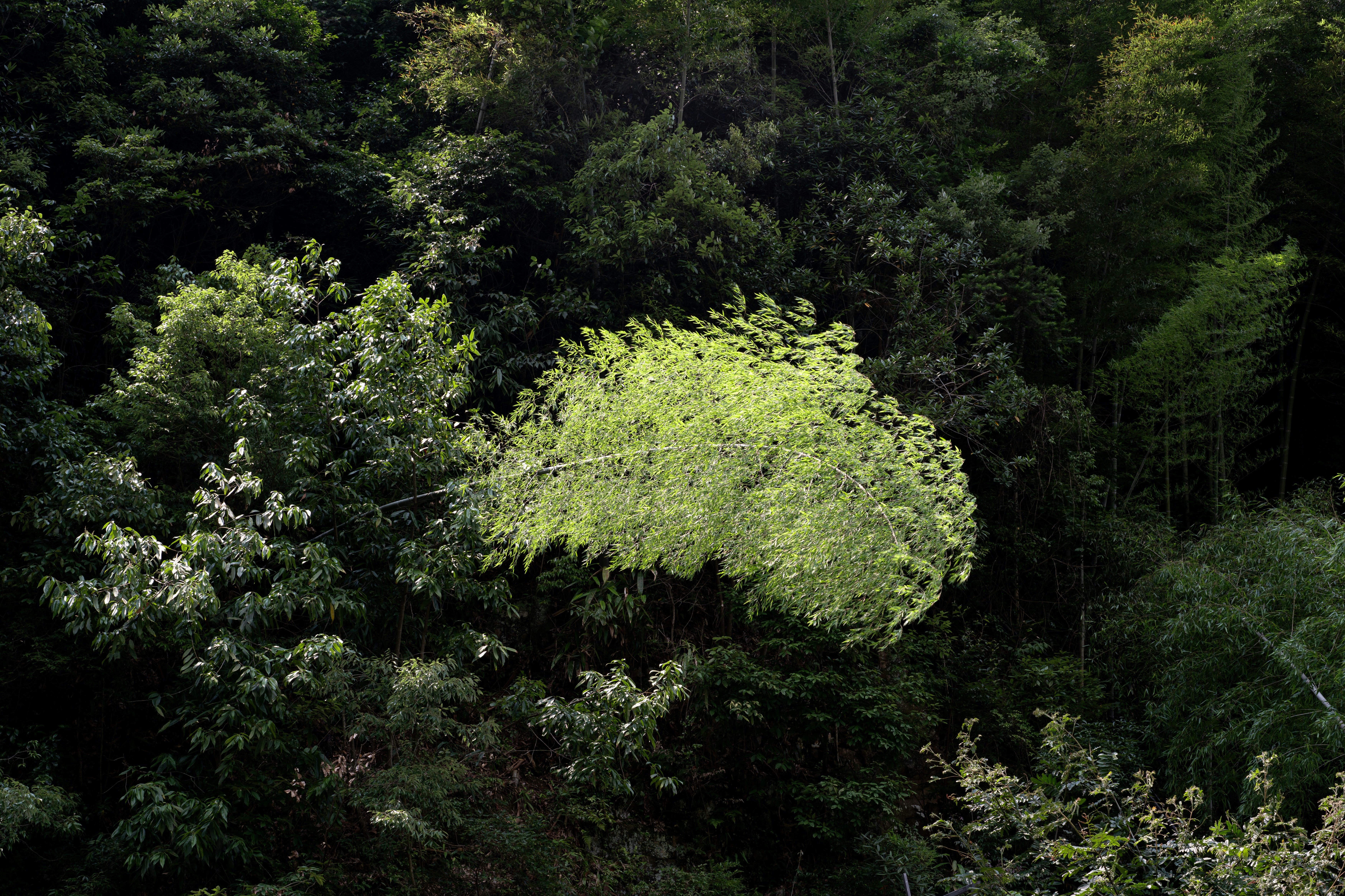 Sunlit Ember Leaf Resting Amid Quiet Green