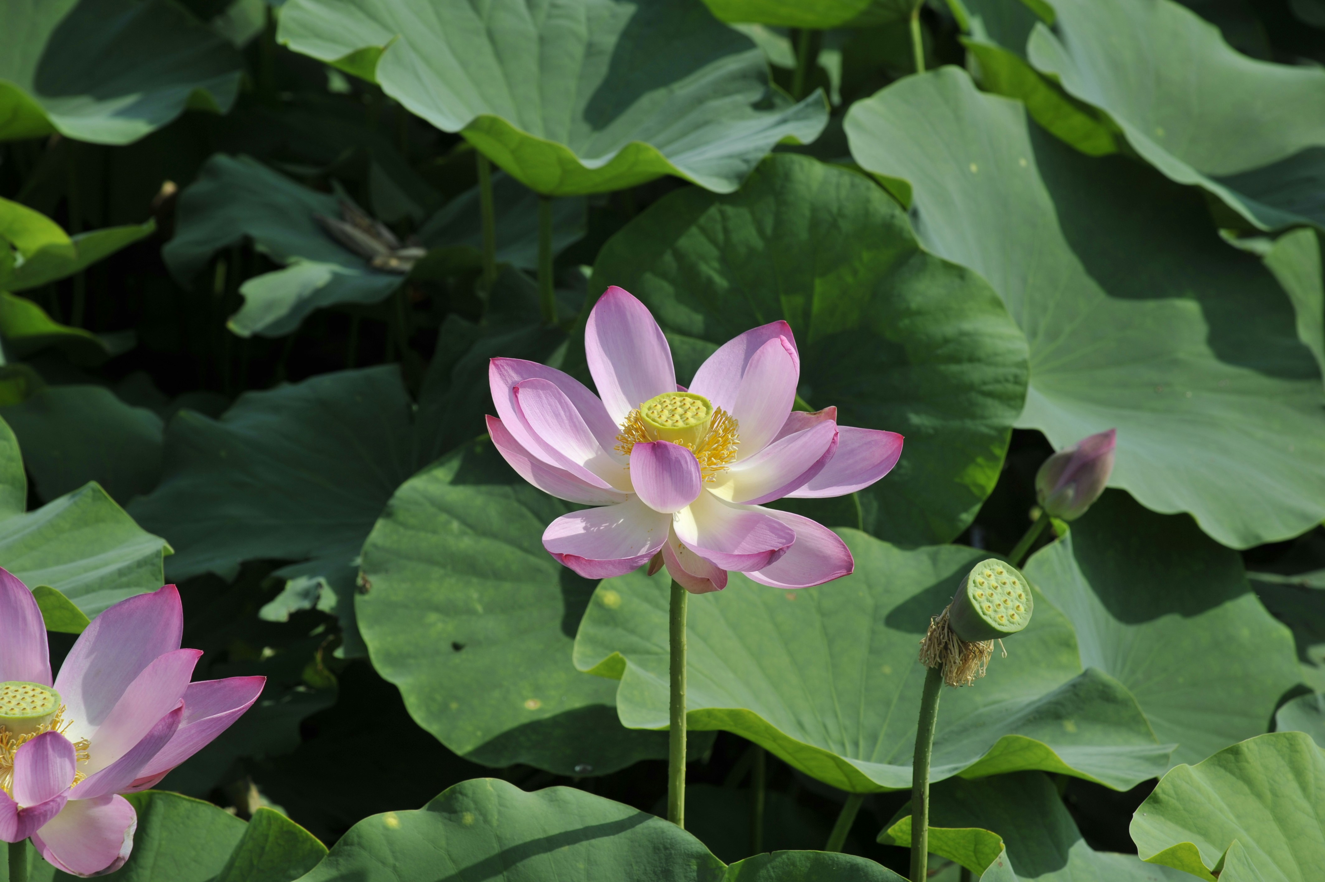 Pink Lotus Bloom Amid Green Canopy