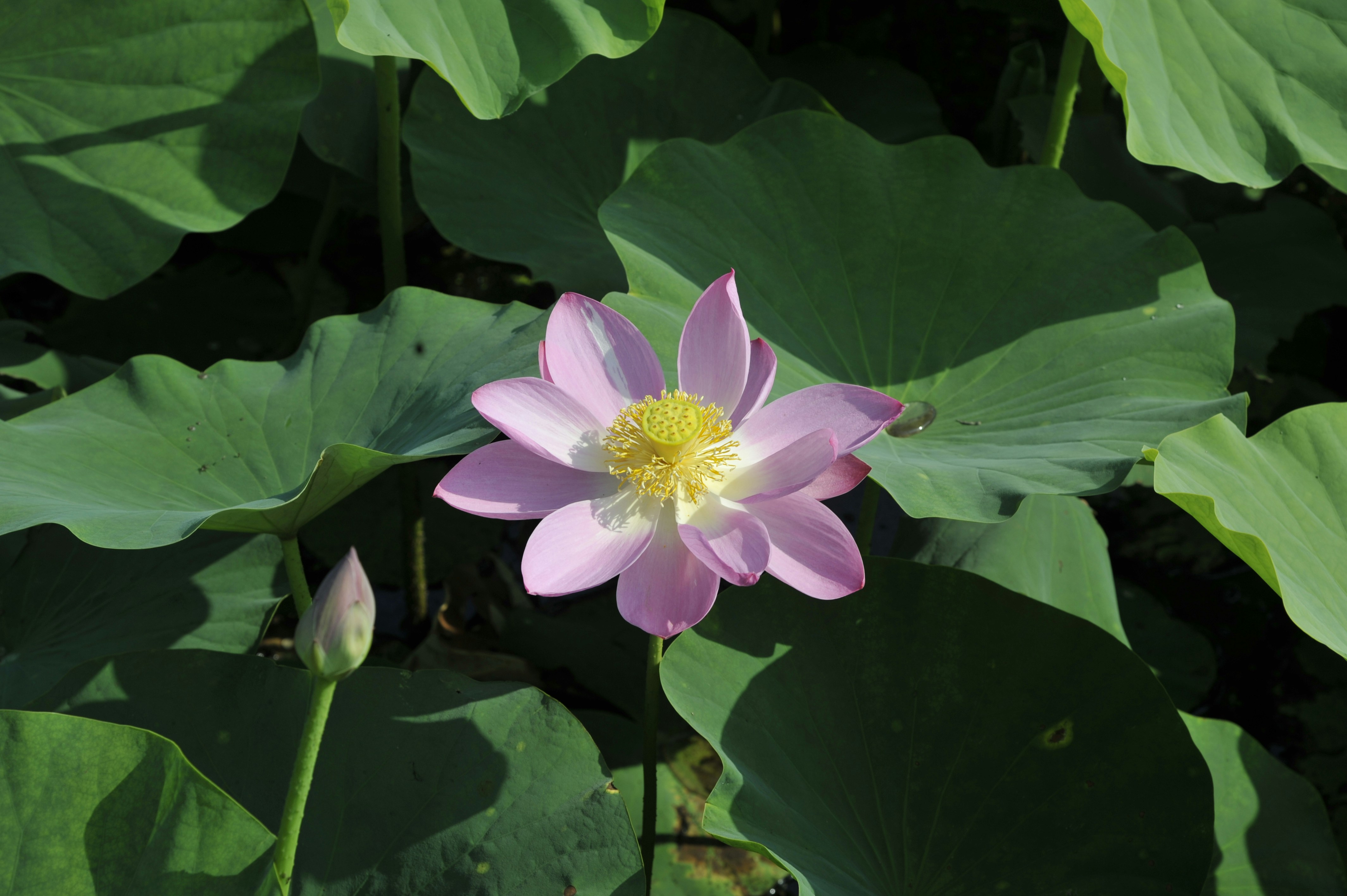 Pink lotus flower and bud among vibrant green leaves.