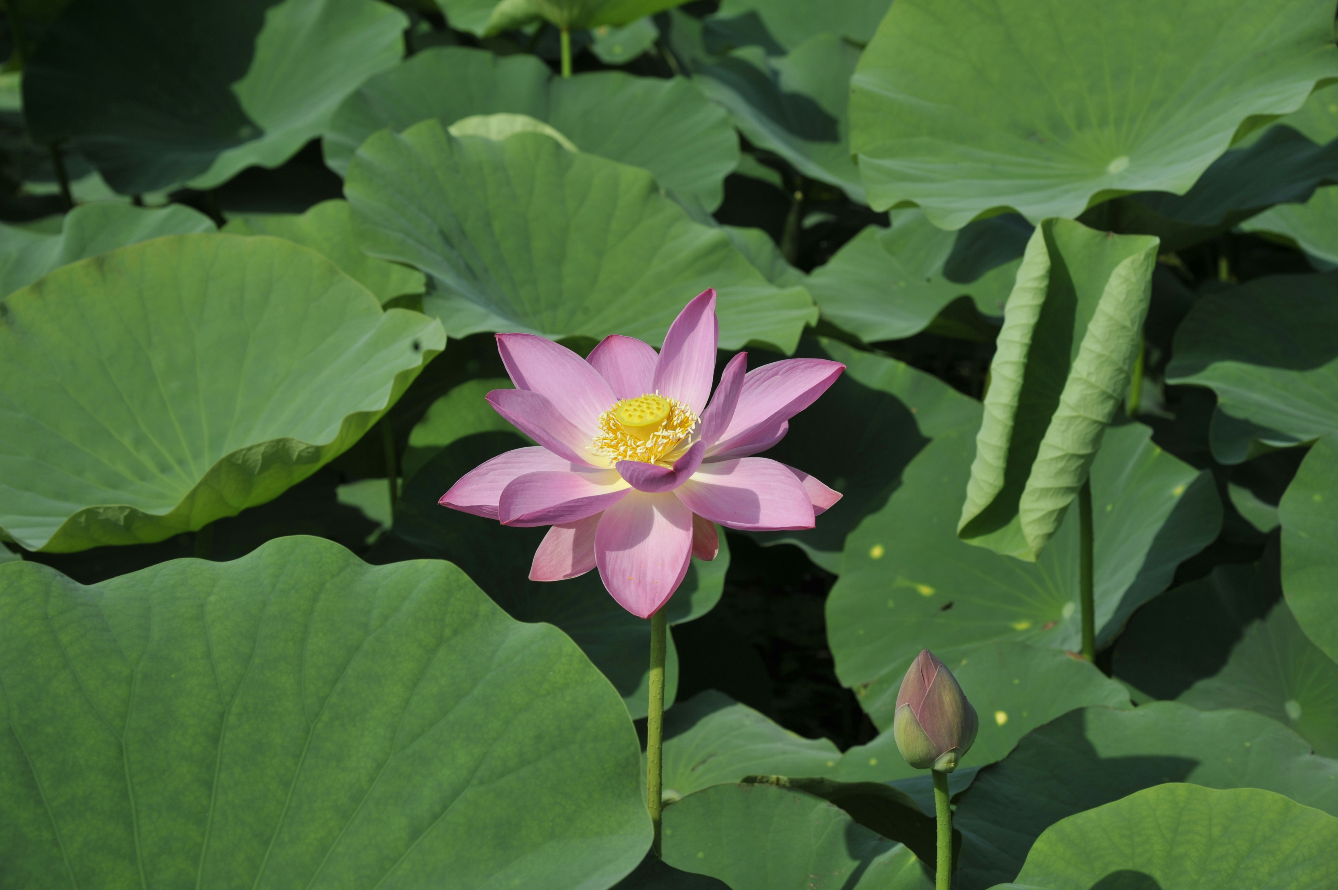 Lotus in Calm Pond: A Pink Bloom Amid Broad Green Lilypads