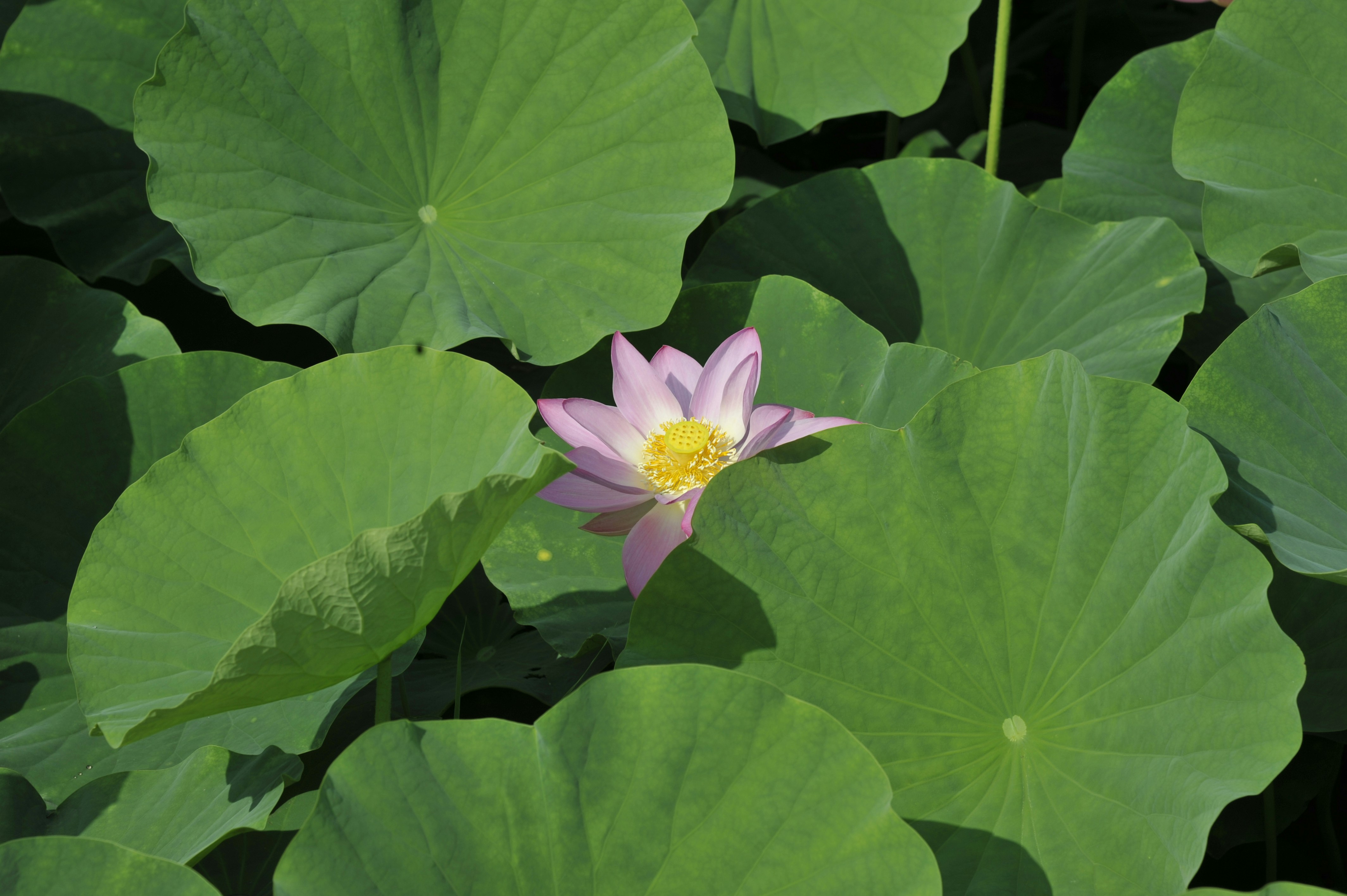 Pink Lotus Among Green Rounds: A Quiet Bloom in Shade