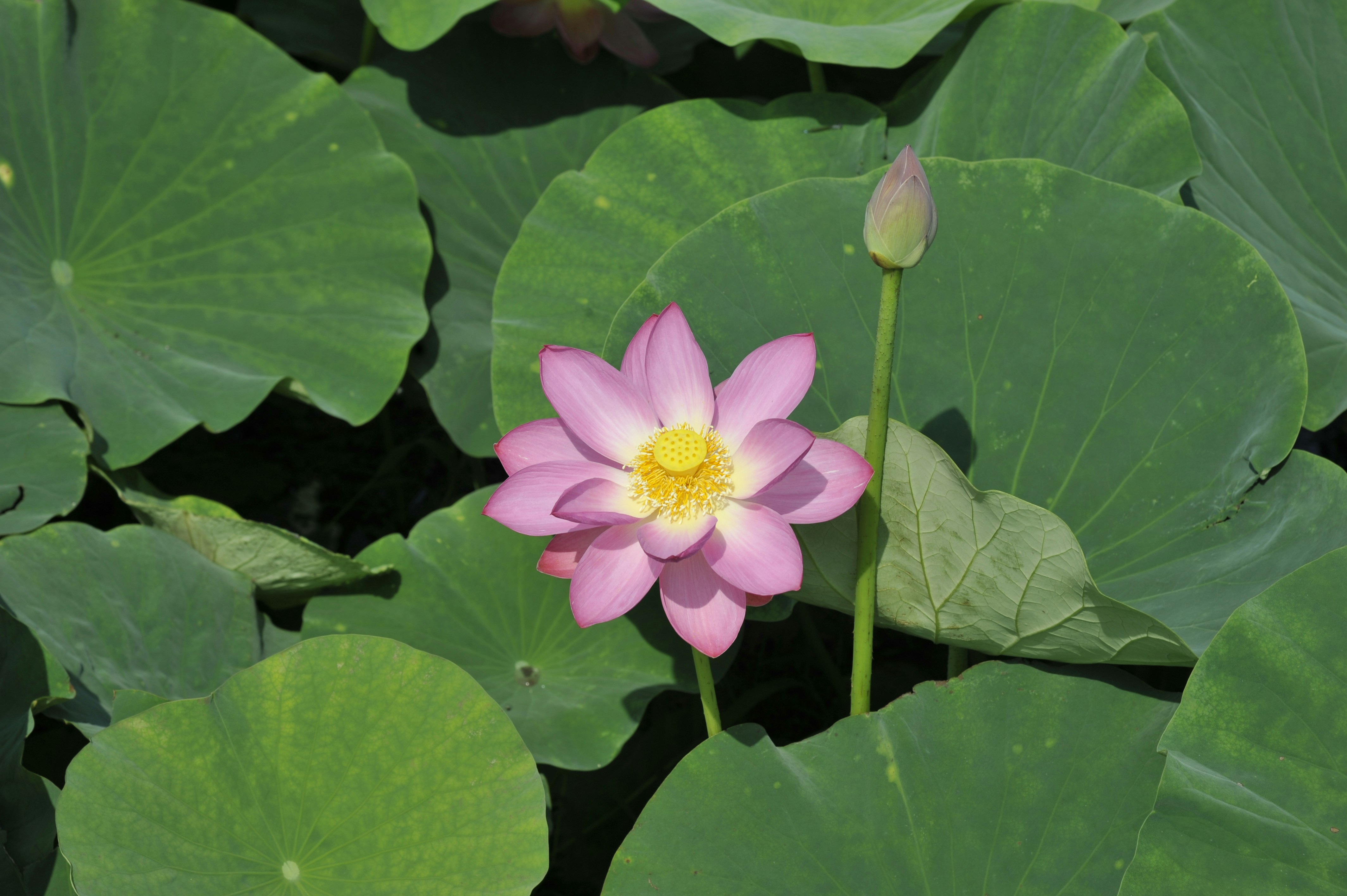Central Pink Lotus Amid Green Pads