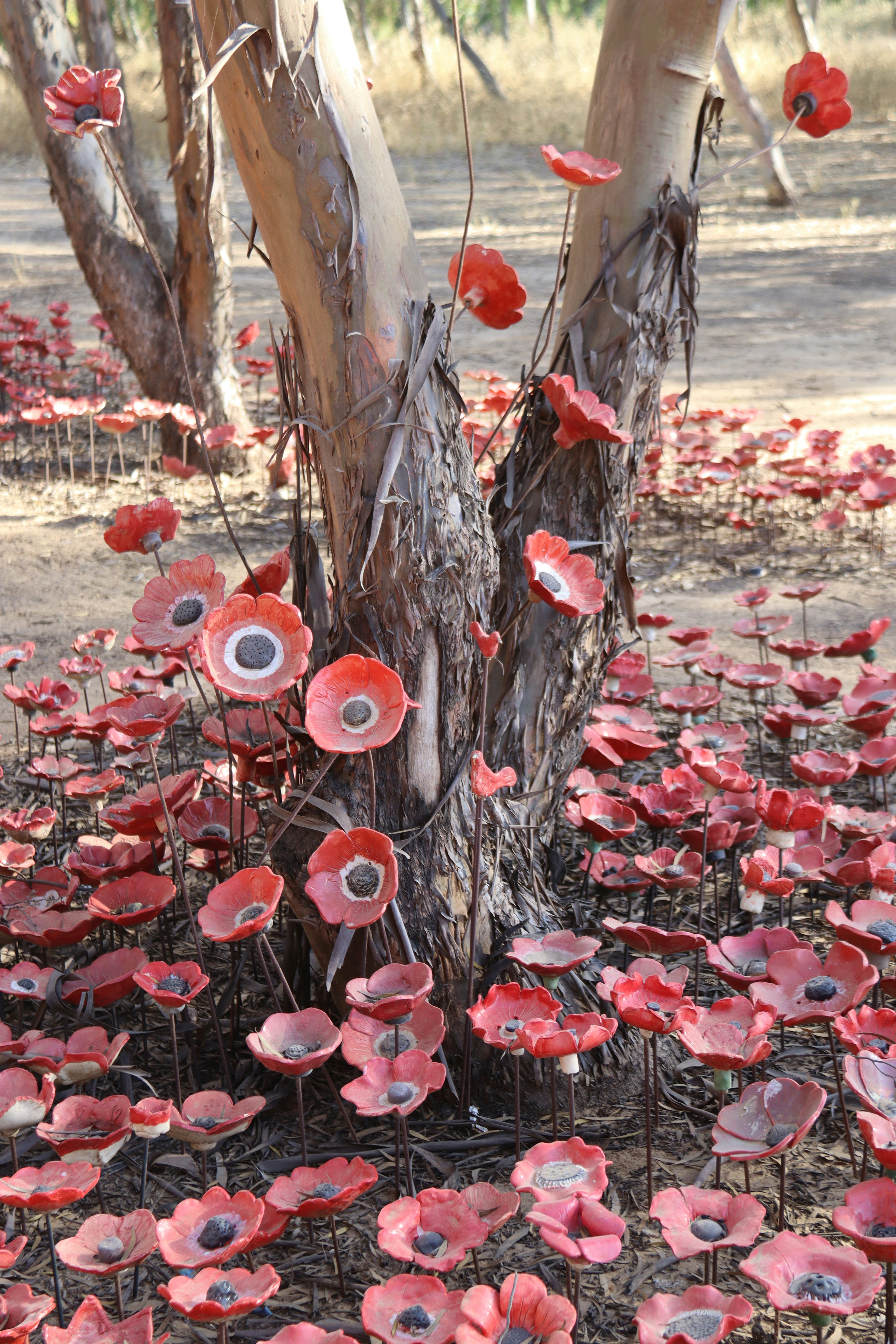 Scarlet Carpet at the Trunk: Red Poppies Climbing the Tree