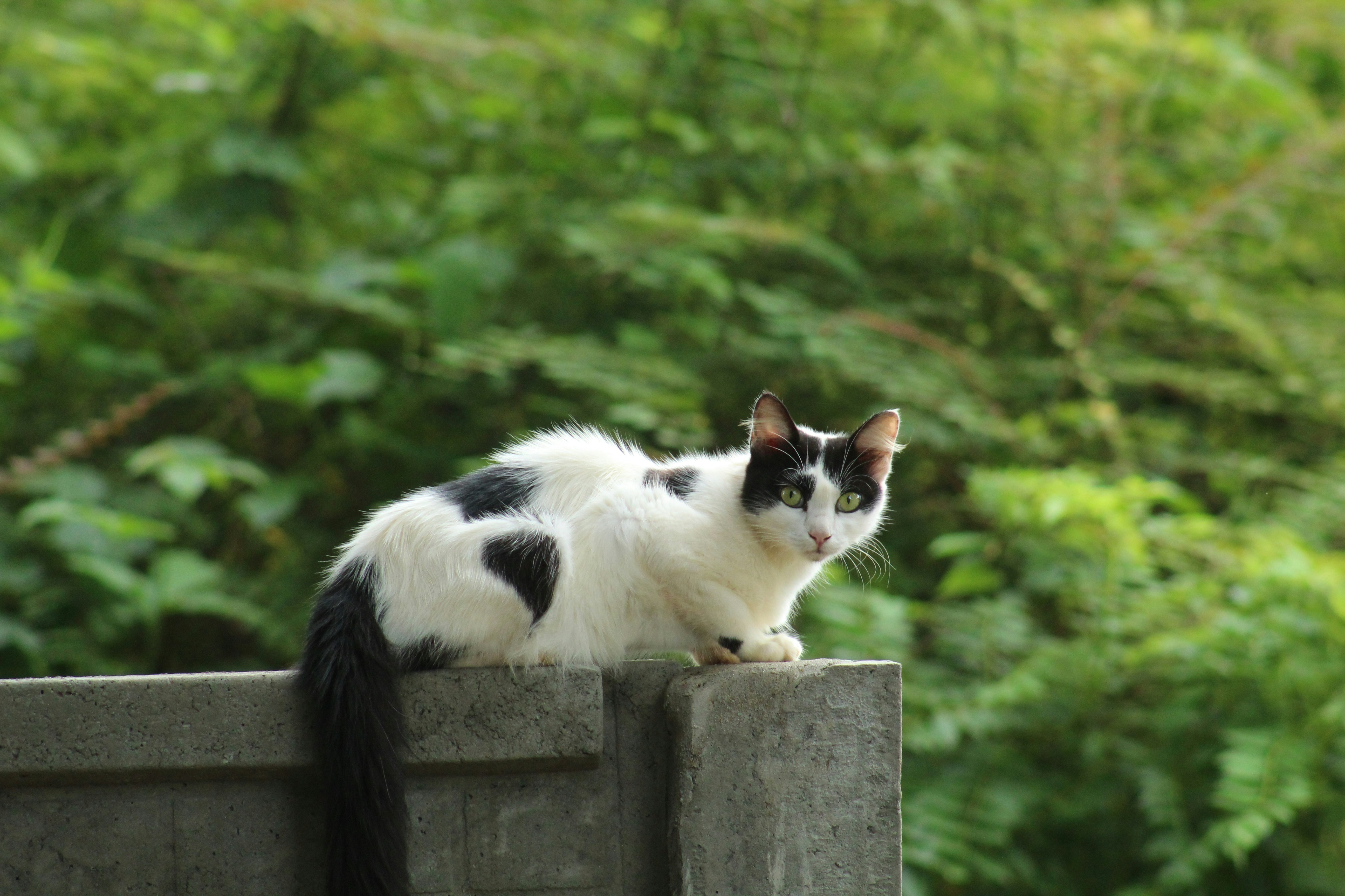 Cat on a Concrete Ledge: The Quiet Watcher
