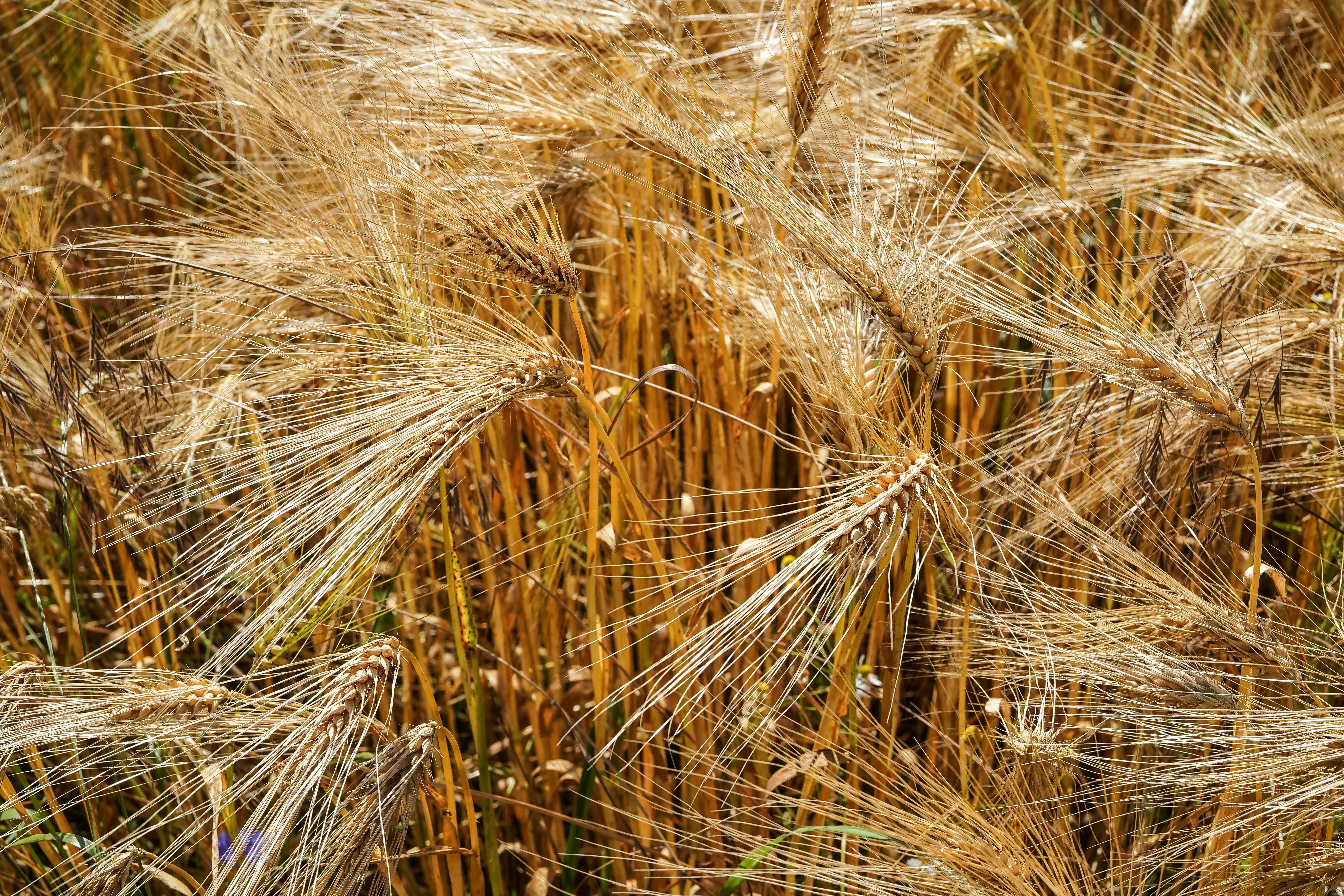 Field of withered barley: sunlit awns in a brittle golden sea