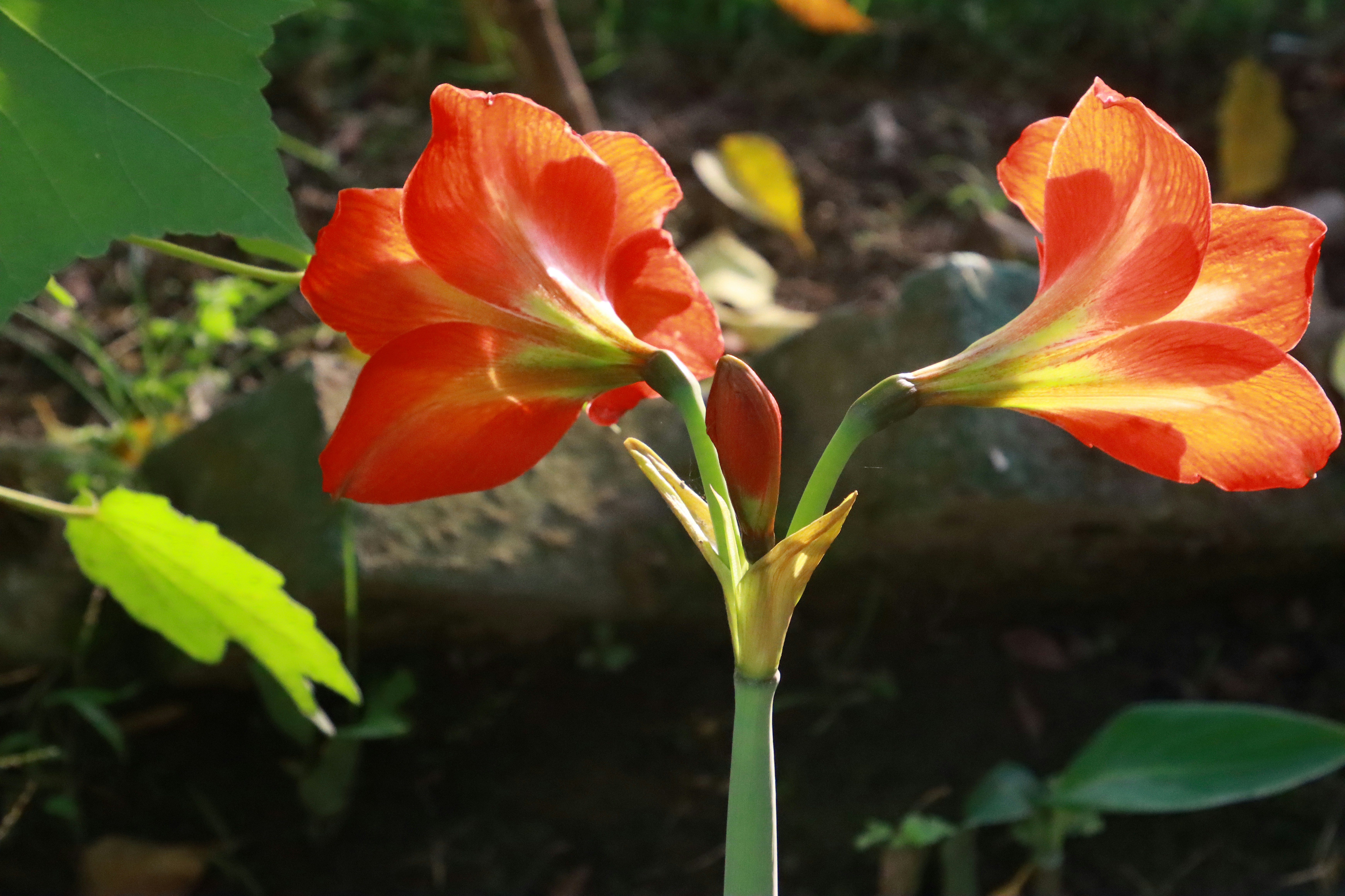 Two Crimson Trumpet Flowers Bloom from a Central Stem