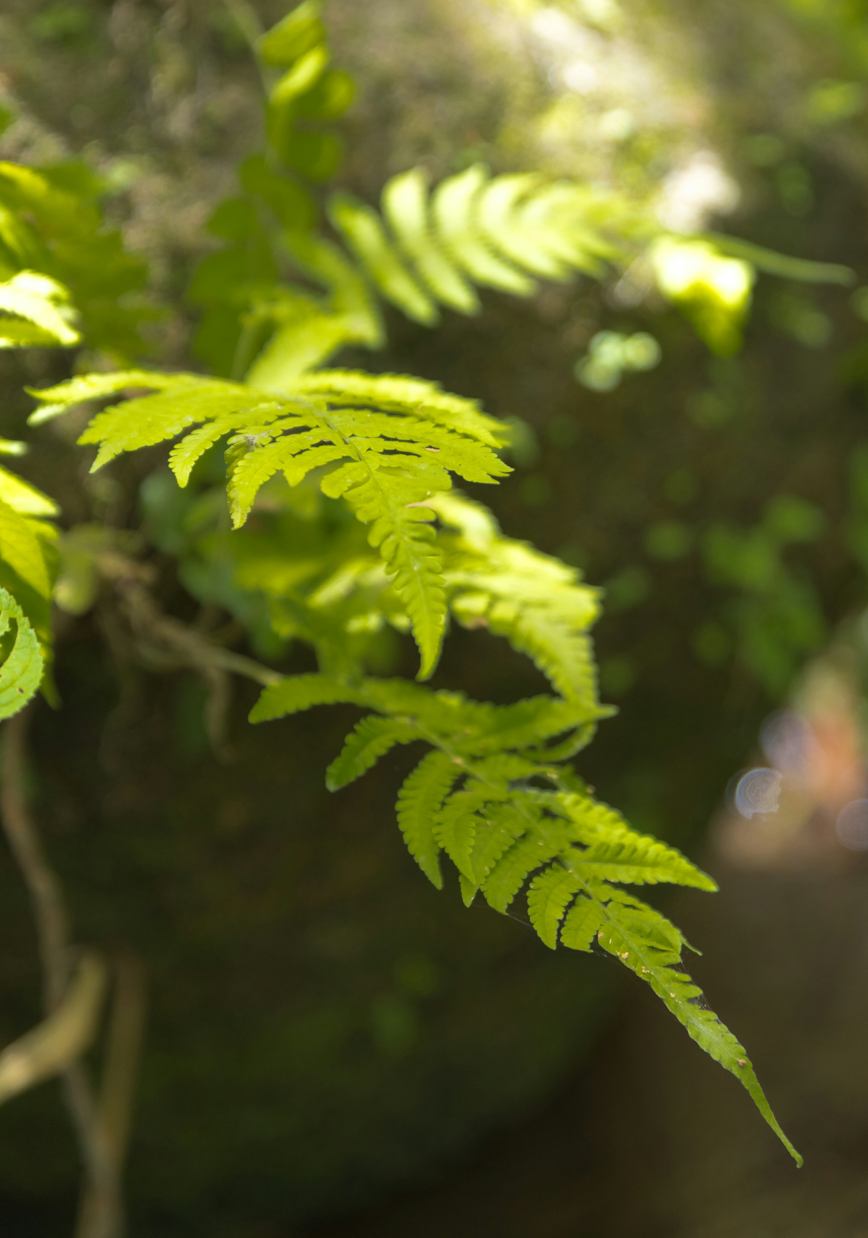 Bright Fern Fronds in Quiet Dappled Light