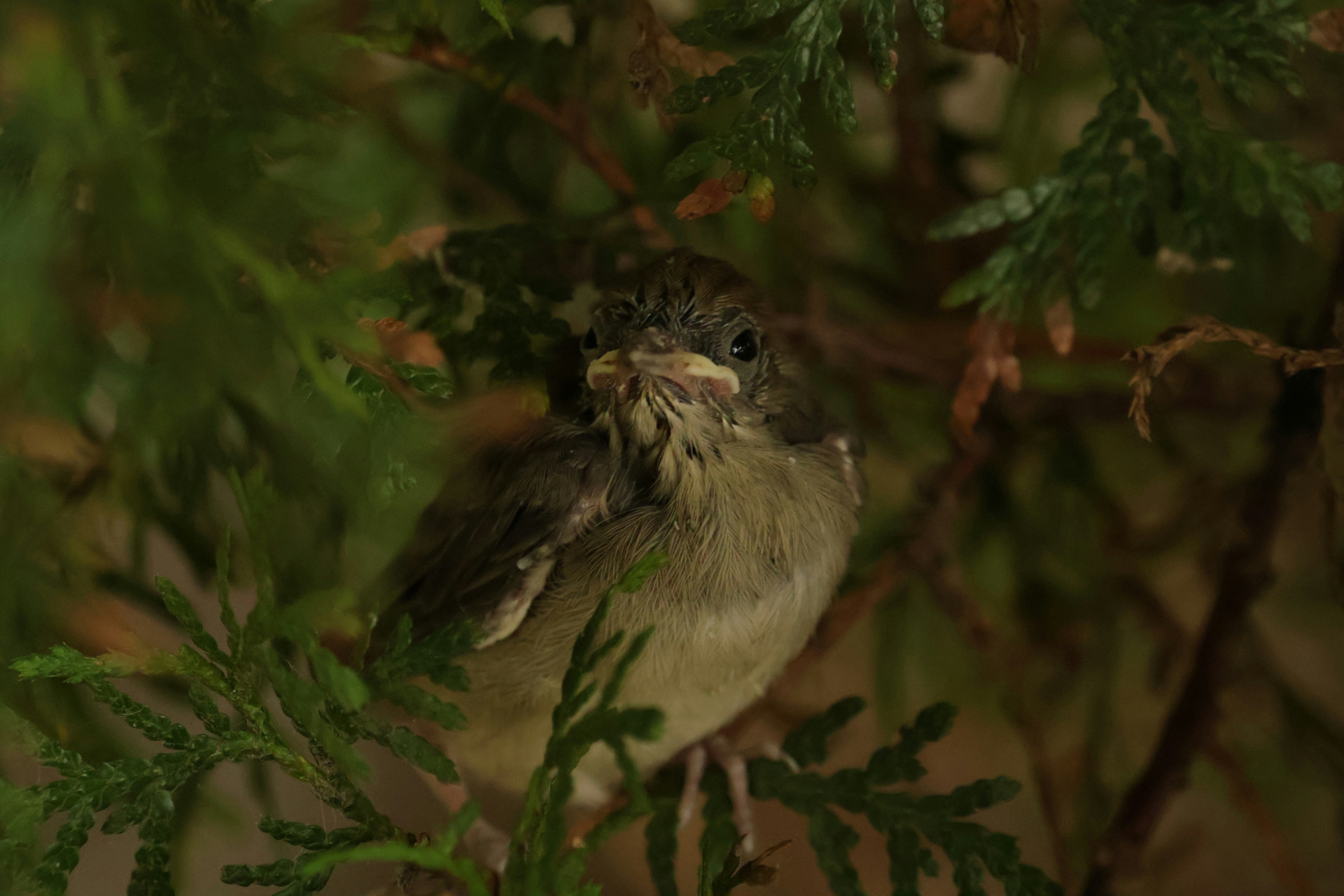 Hidden Songbird in the Fern Veil