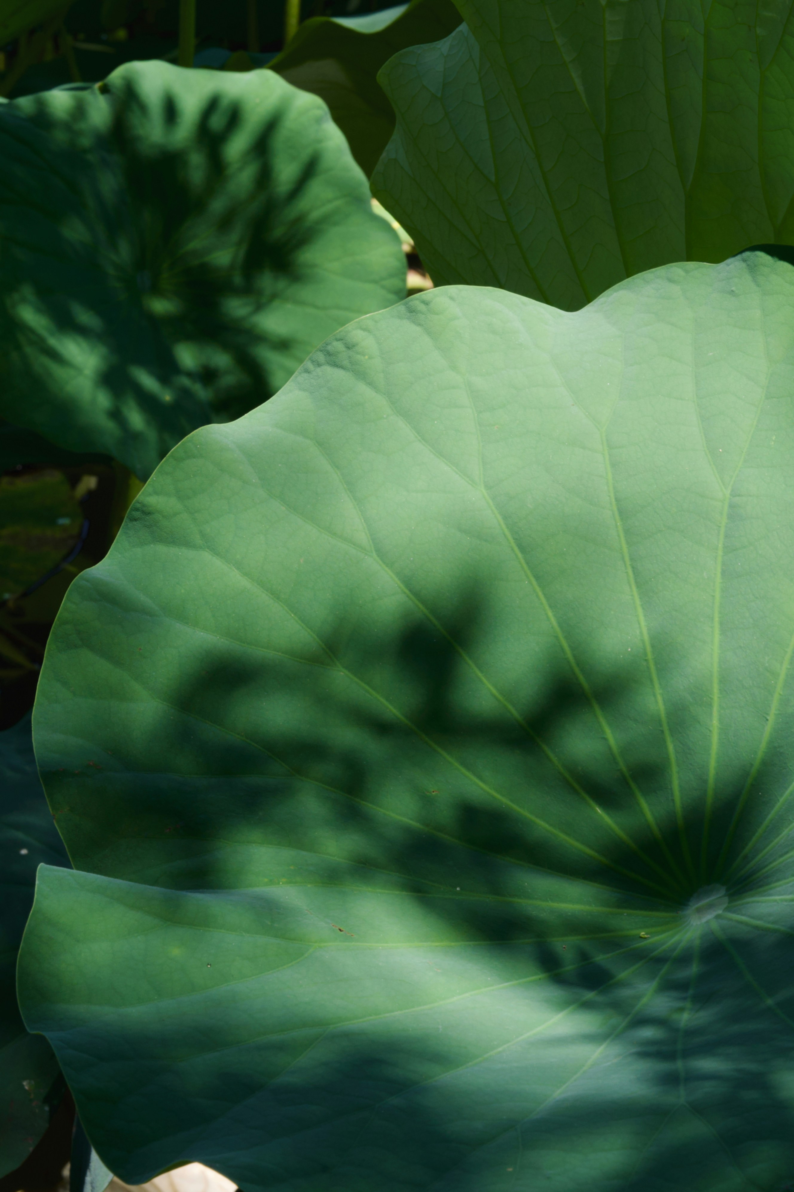 Emerald Veil: Close-Up of a Leaf's Gentle Radiance