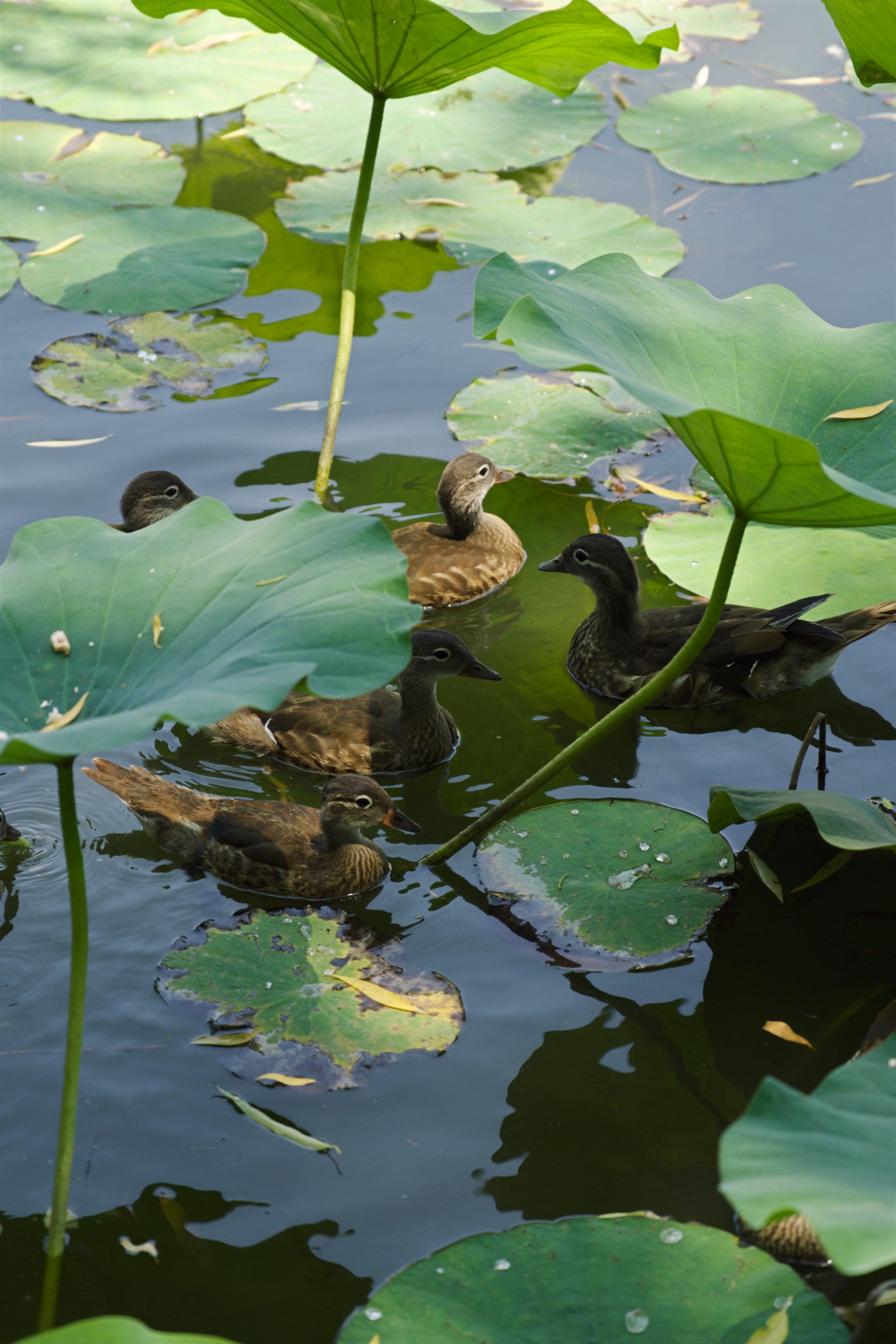 A Posse of Pond Ducks among Floating Lily Pads
