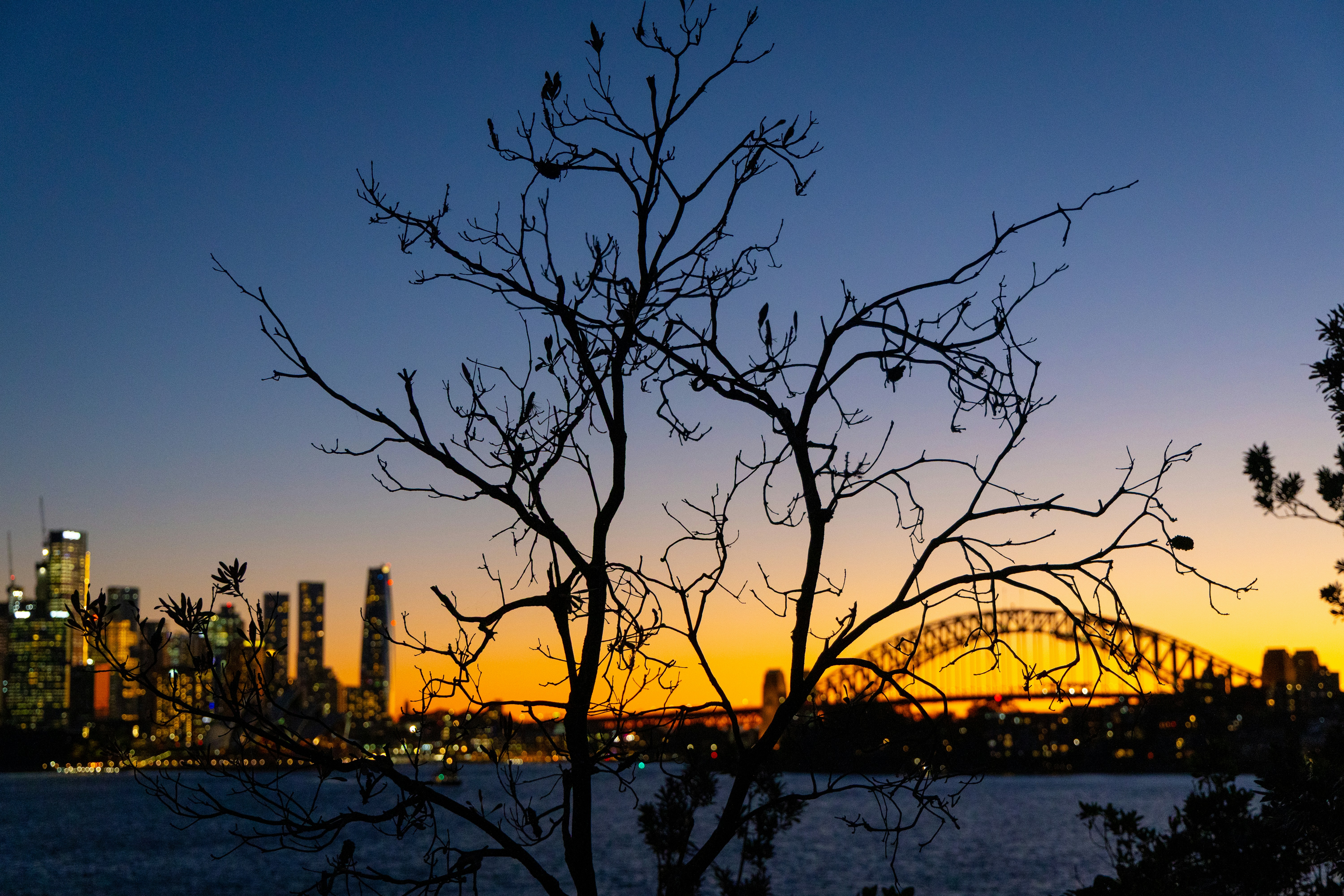 Twilight Skyline Behind Bare Branches