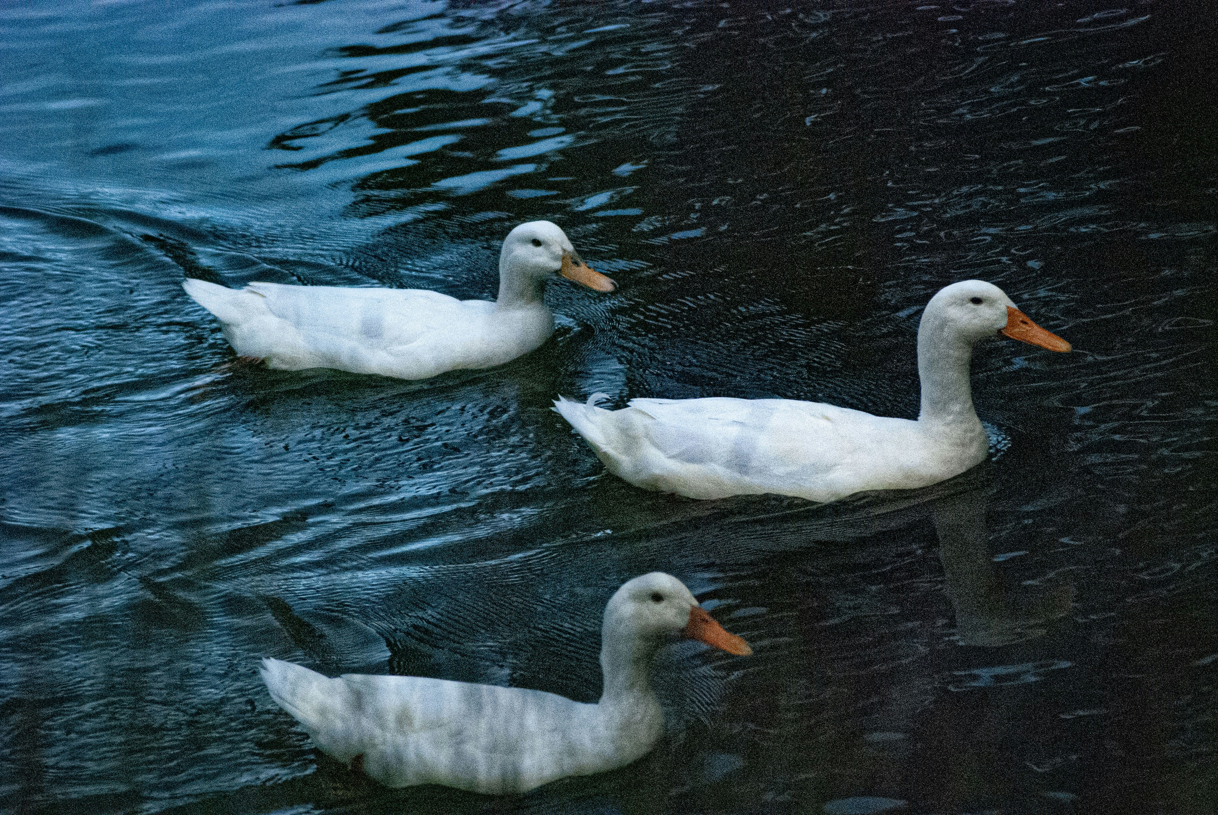 three ducketeers musketeers