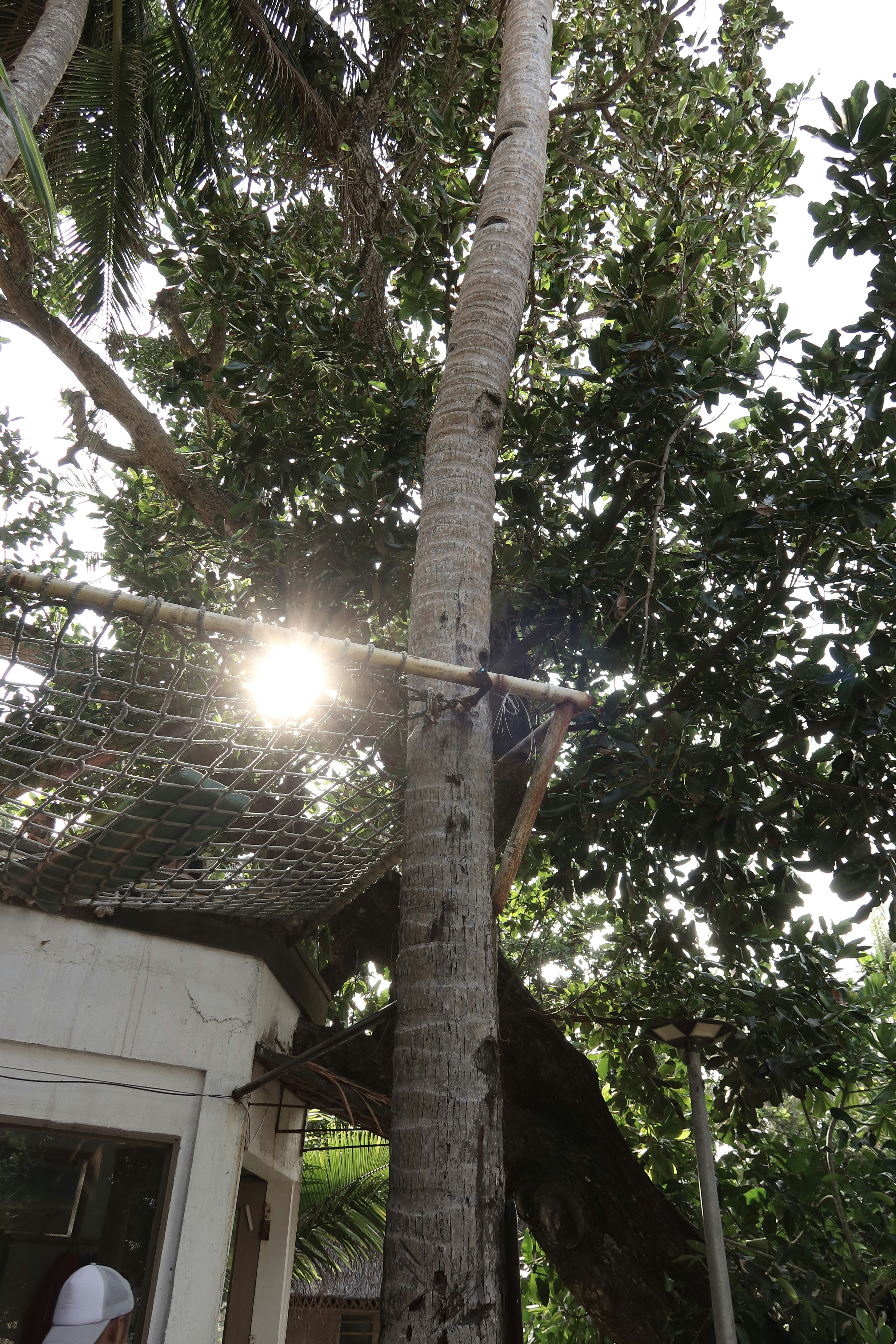 Sunlit Palm Trunk Pierced by a Glimmering Lantern