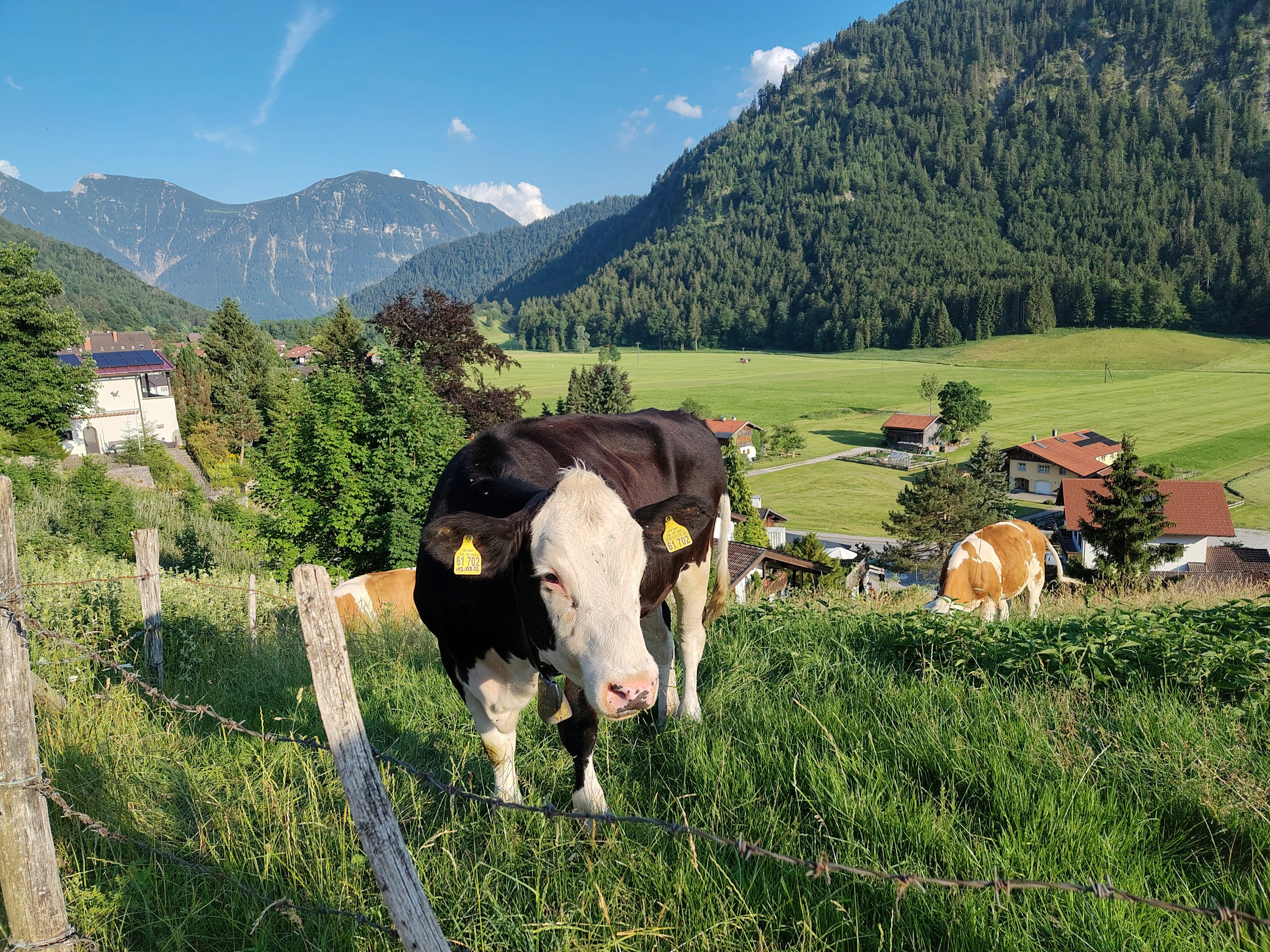 A curious cow looking into the camera on an alpine pasture, with a Bavarian village and mountains in the background, Ettal, Bavaria, Germany.
