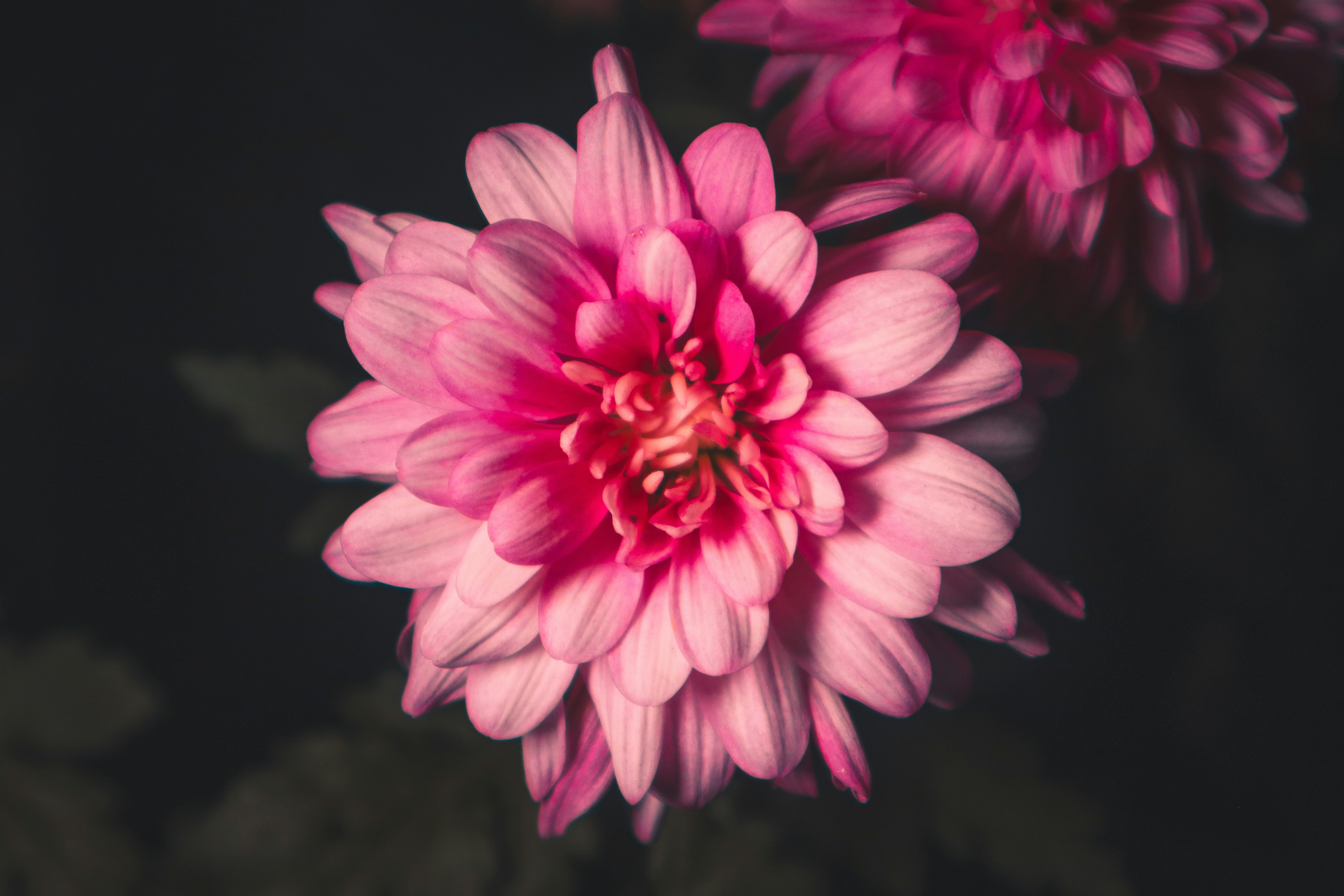 Pink Bloom in Focus: A Close-Up of Petals Against Midnight Backdrop