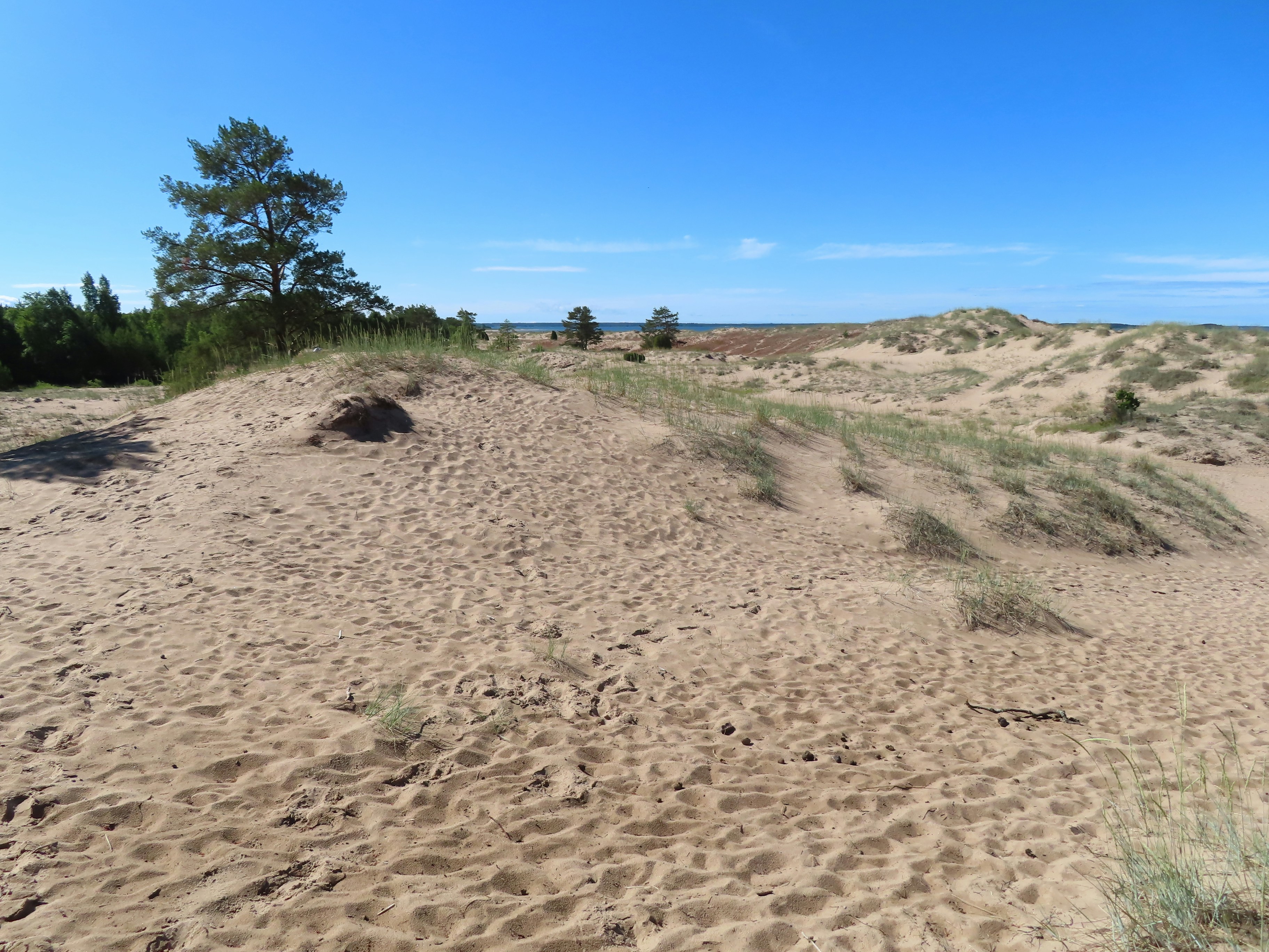Dune Path to the Sea: A Quiet Coastal Sandscape under a Clear Blue Sky