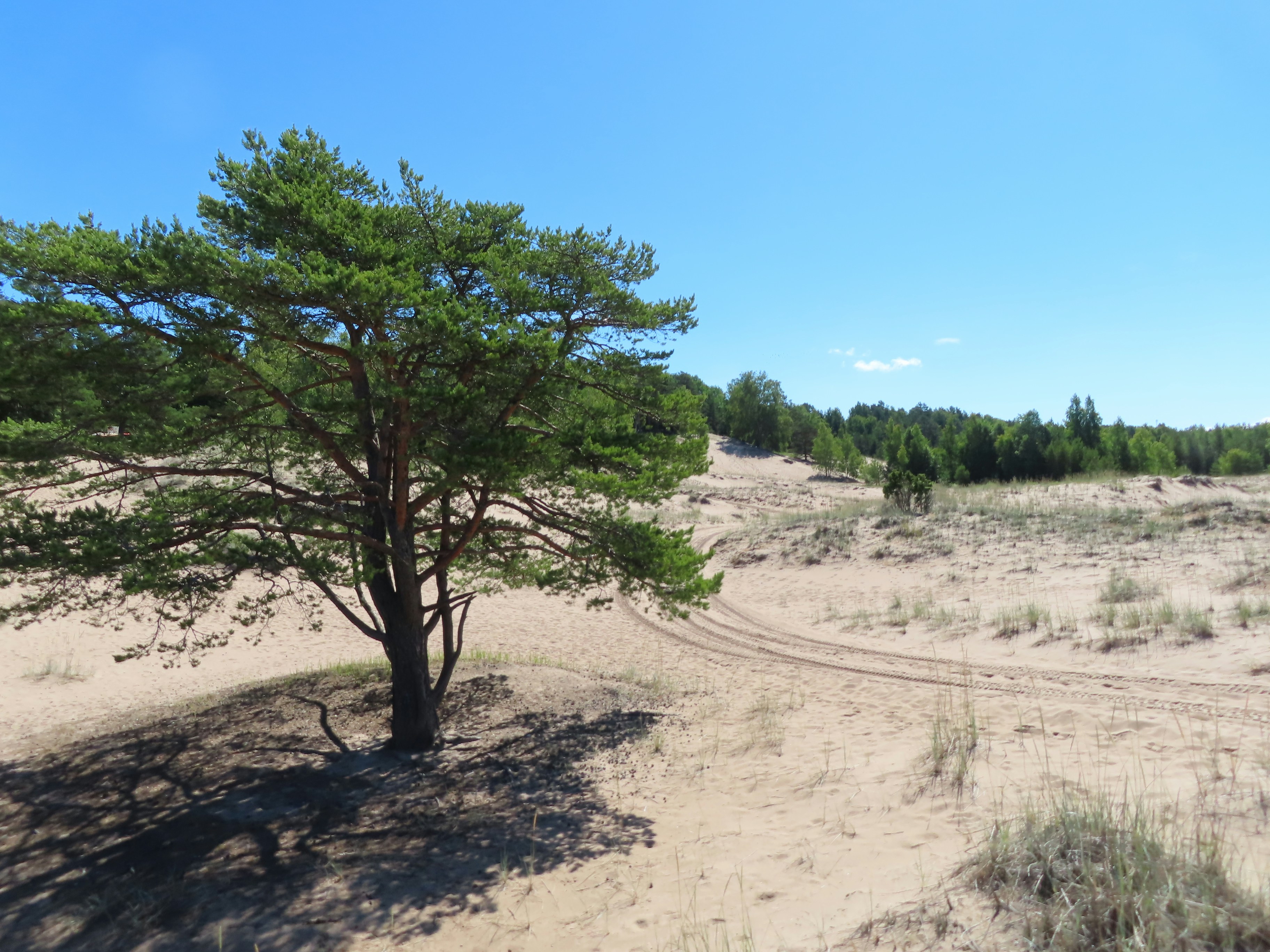 Lonely Pine on Sandy Dunes Under a Clear Sky
