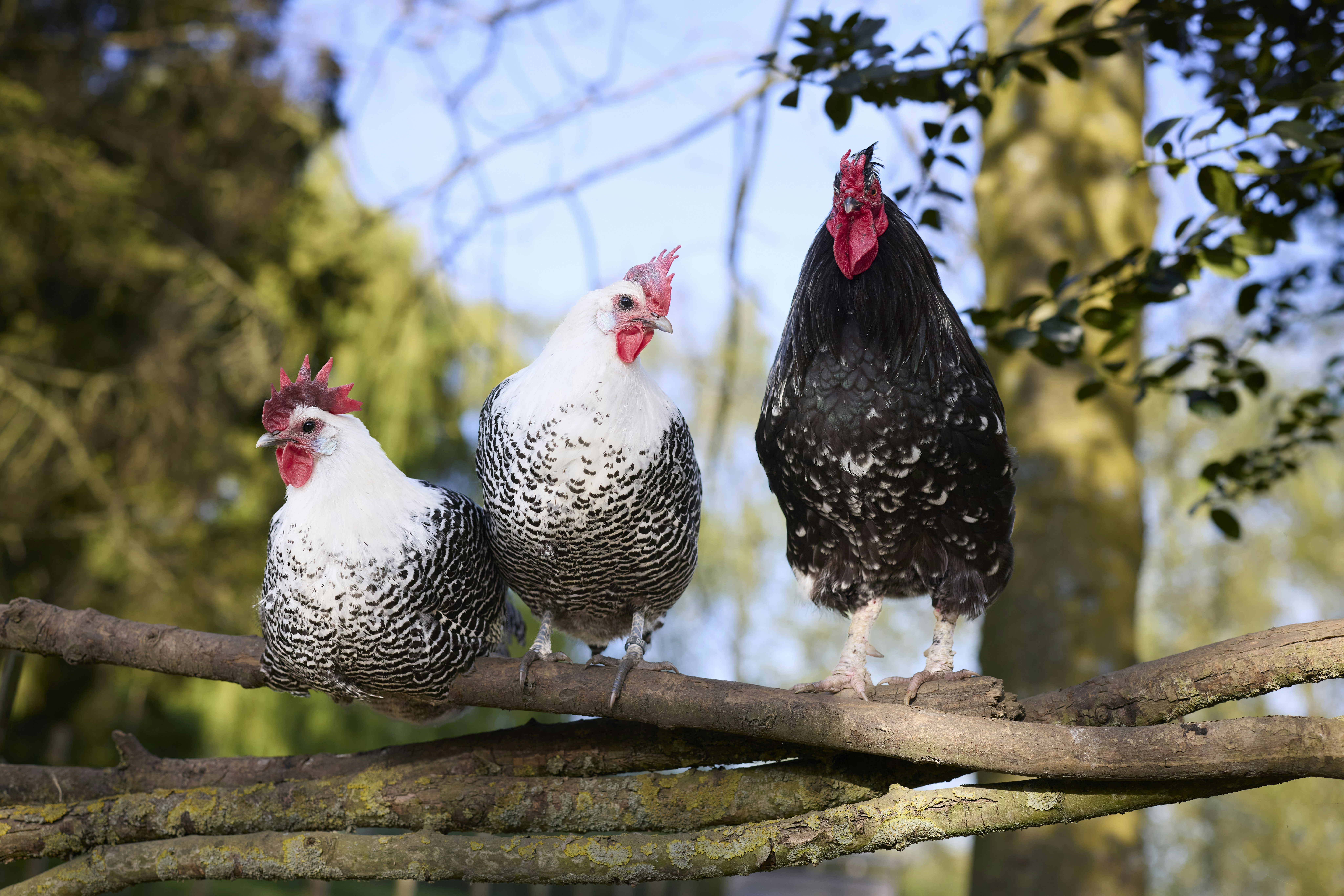 Three Comets on a Branch: A Trio of Hens in Dappled Light