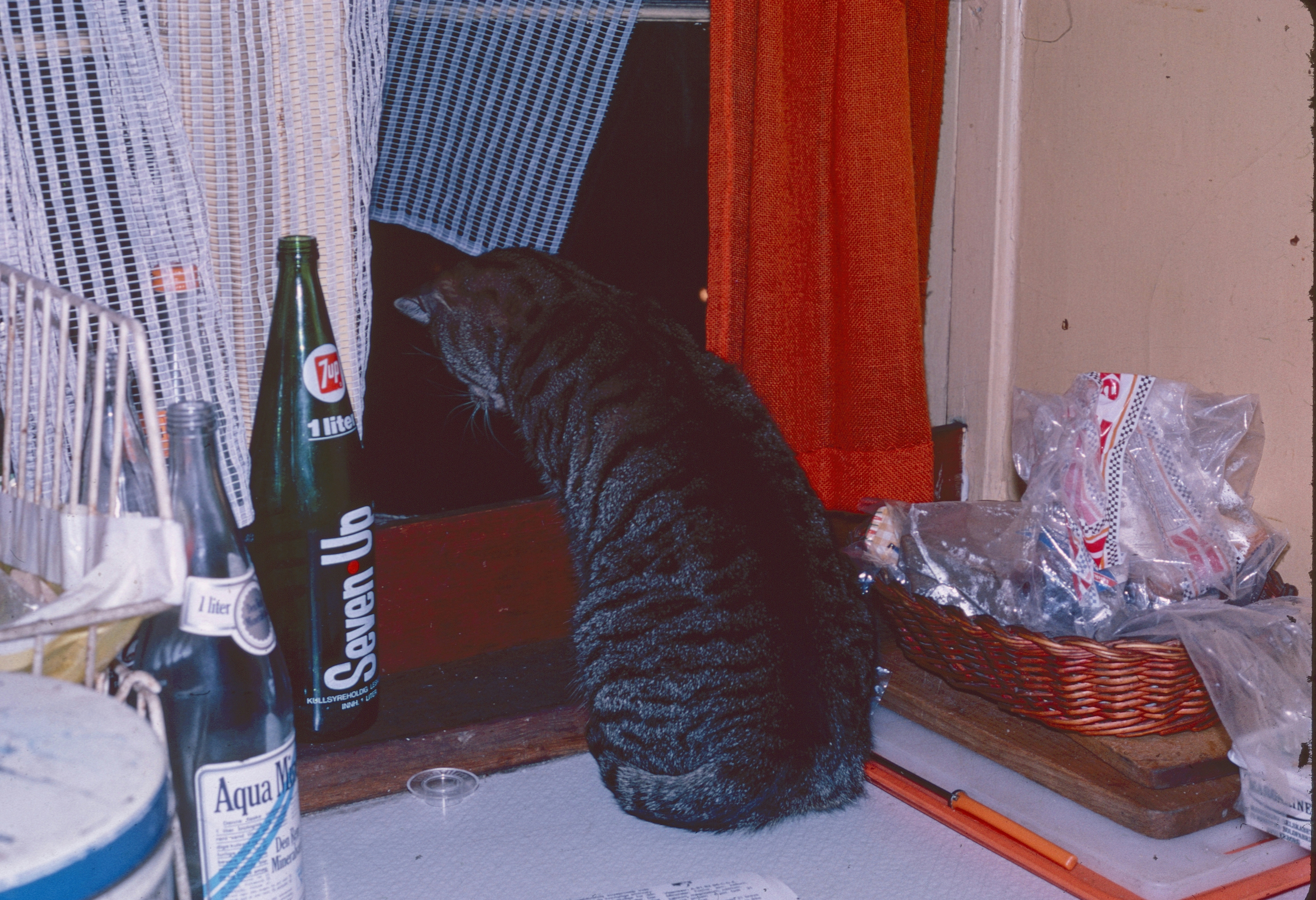 Quiet Cat at the Kitchen Window