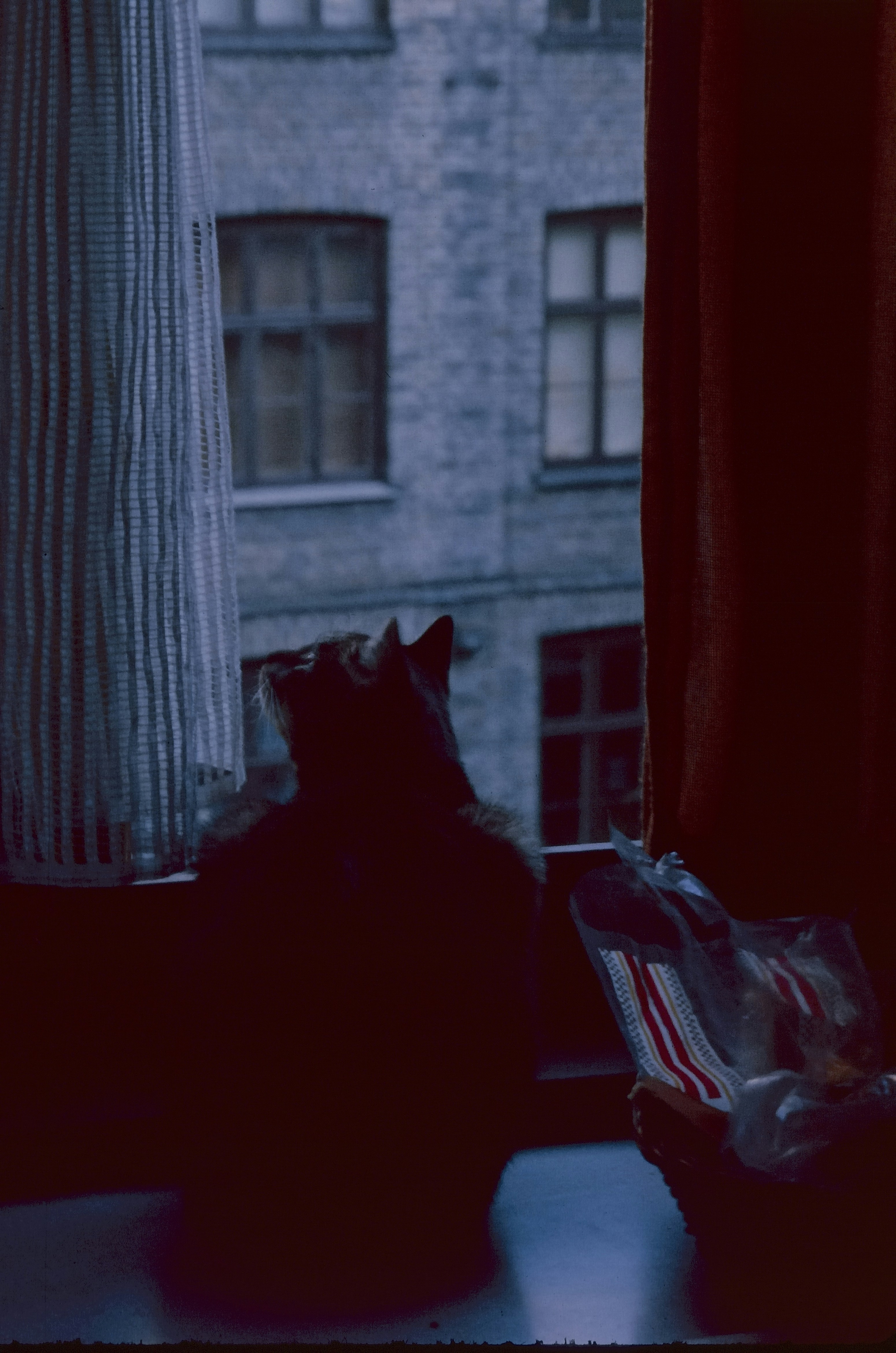Window Cat in Twilight: A Silhouette at the Curtain Verge