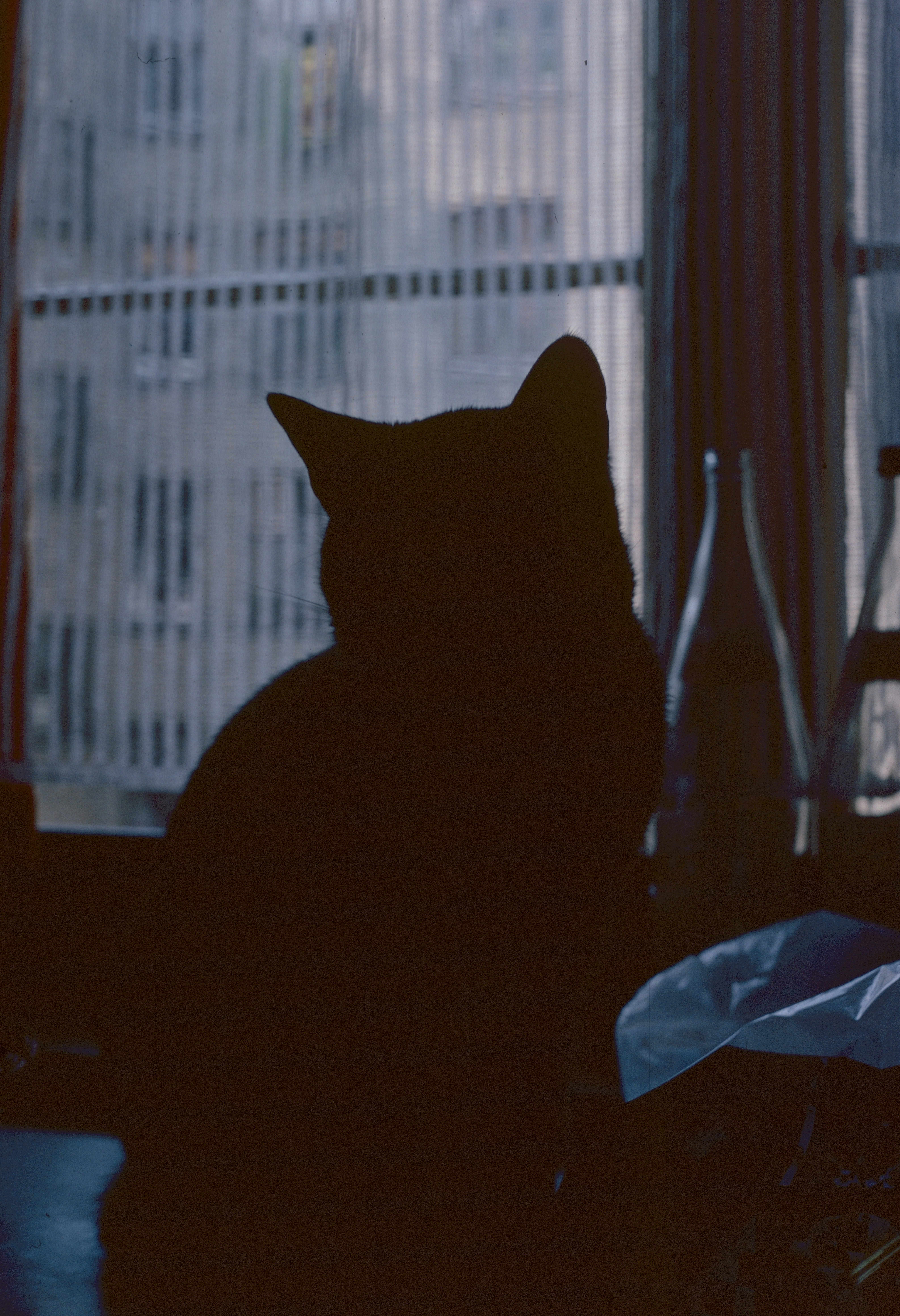 Silhouette at the Window: A Cat in Quiet Contemplation
