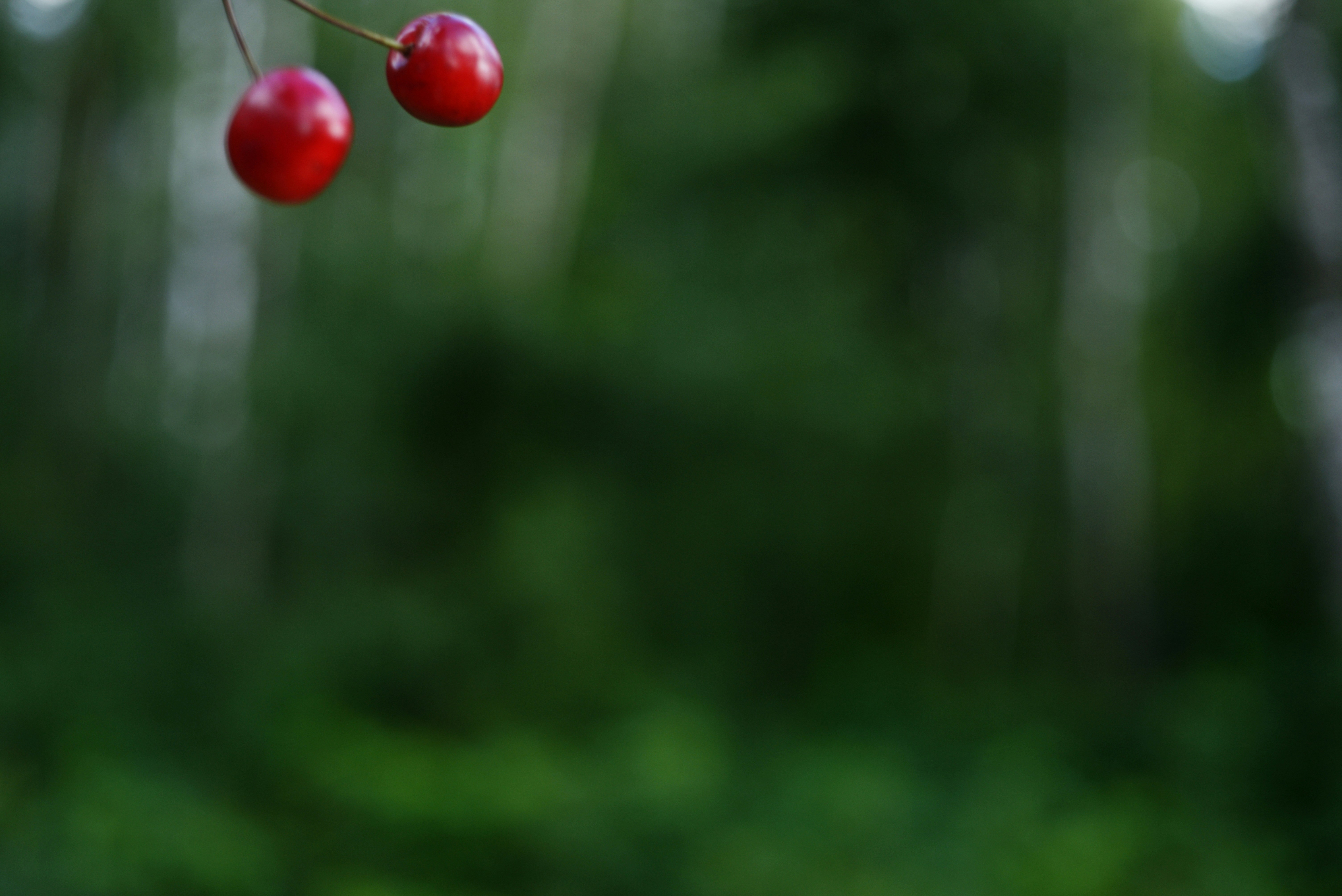 Red Cherries at the Edge: A Quiet Moment in a Forest Glade