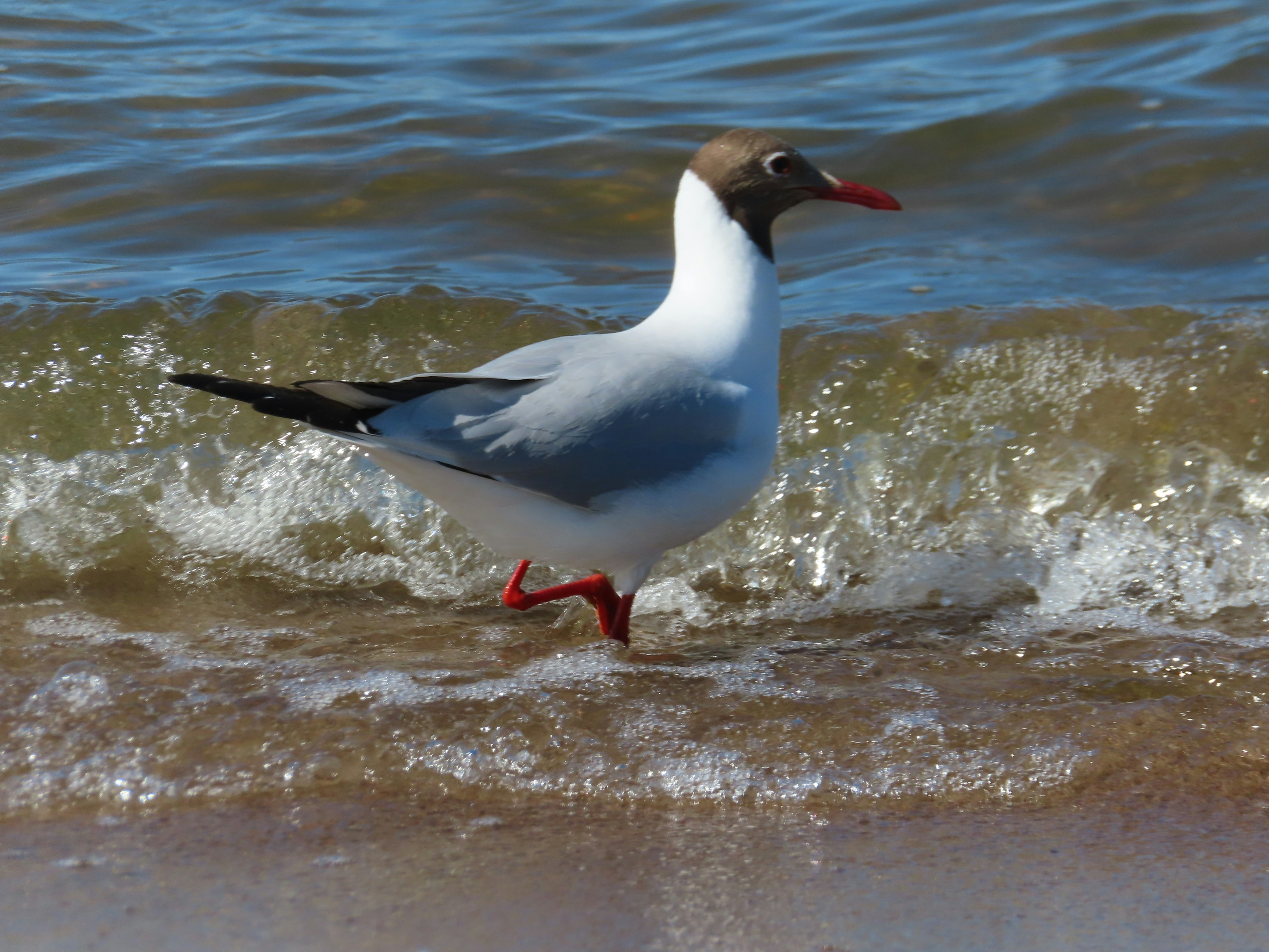 Red-beaked shore wanderer: a solitary gull on sunlit surf