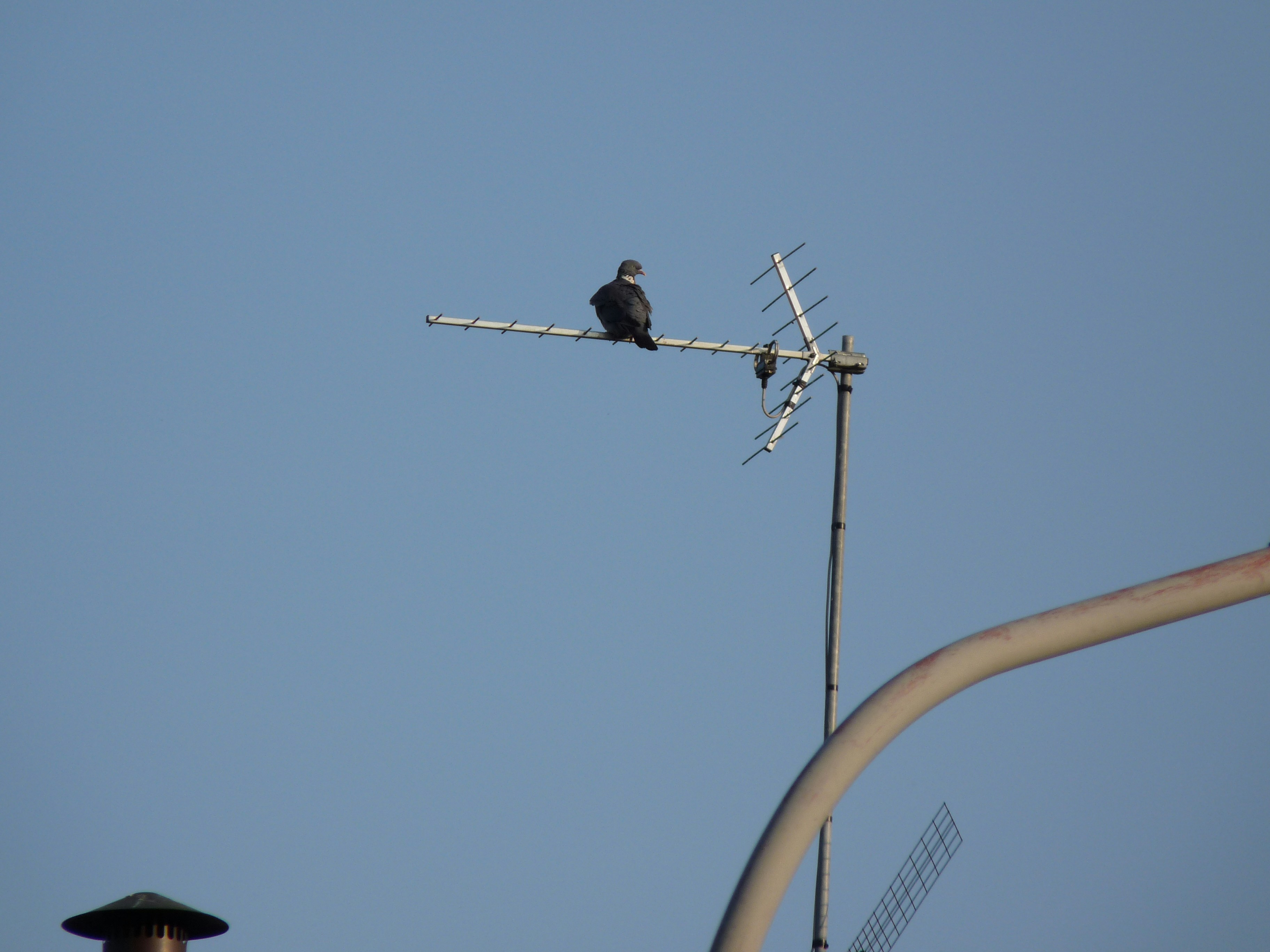 Vantage on the Mast: A Bird Perched Above the City