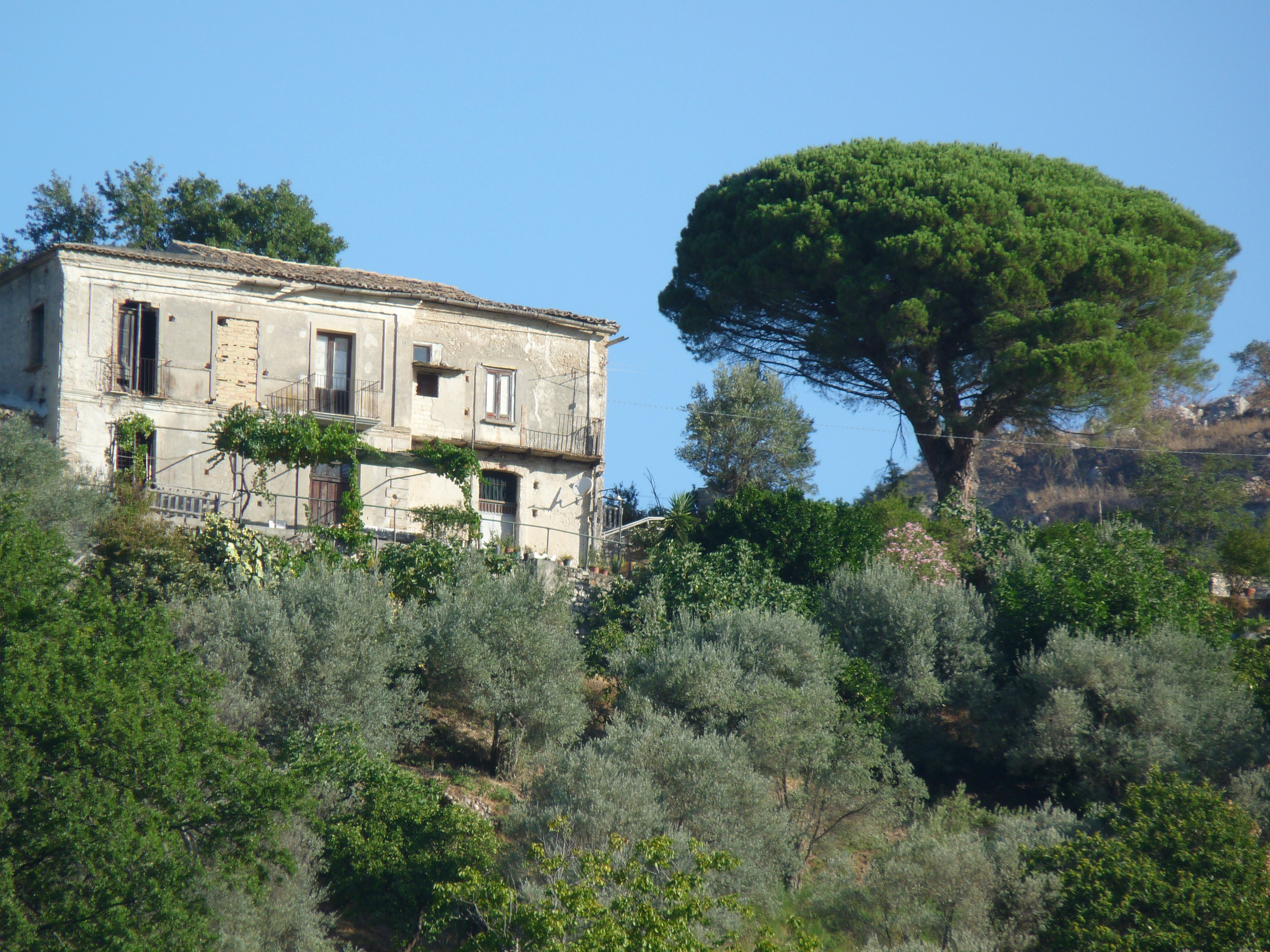 Abandoned villa perched above a wind-sculpted pine