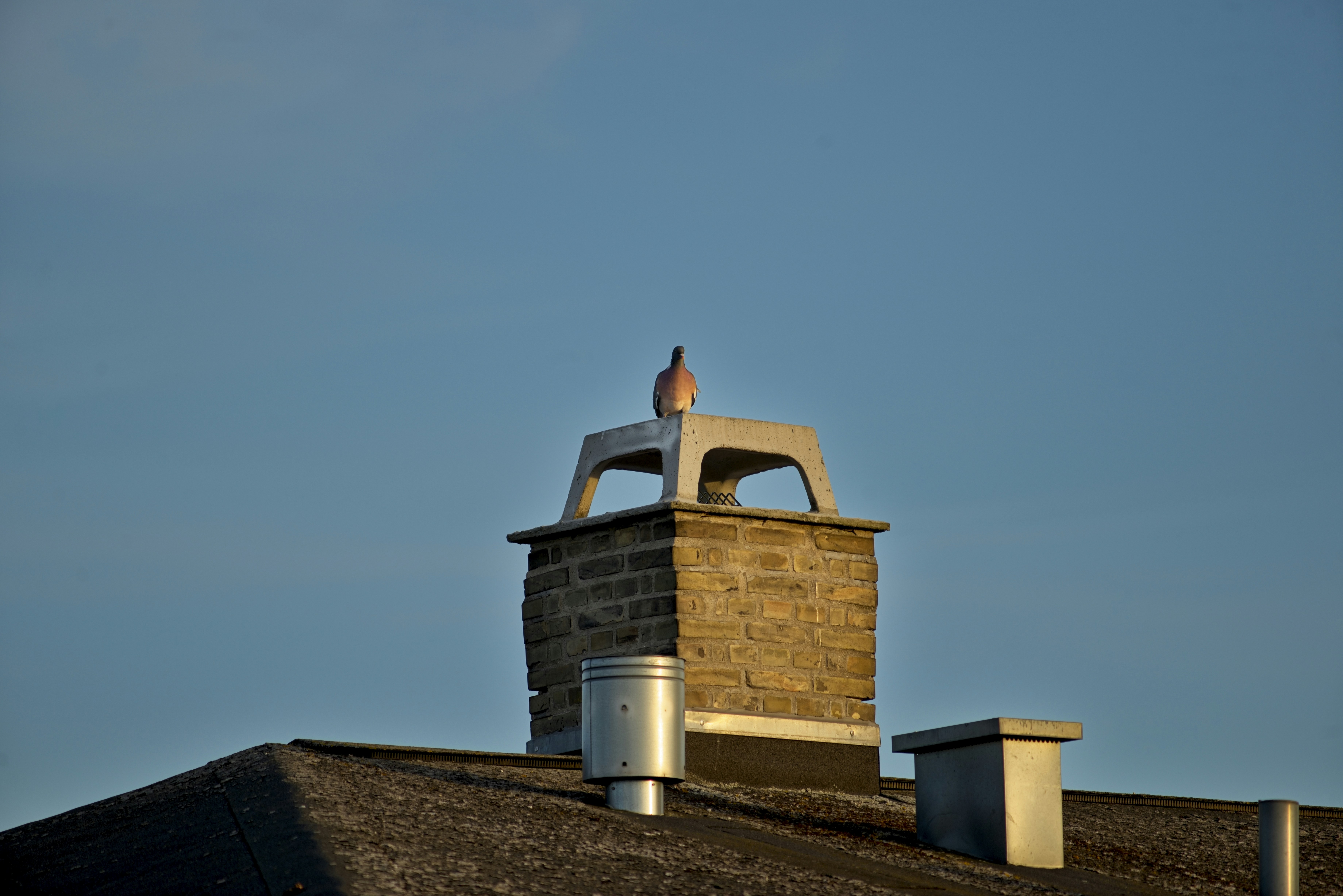 Seabird Sentinel on a Brick Chimney